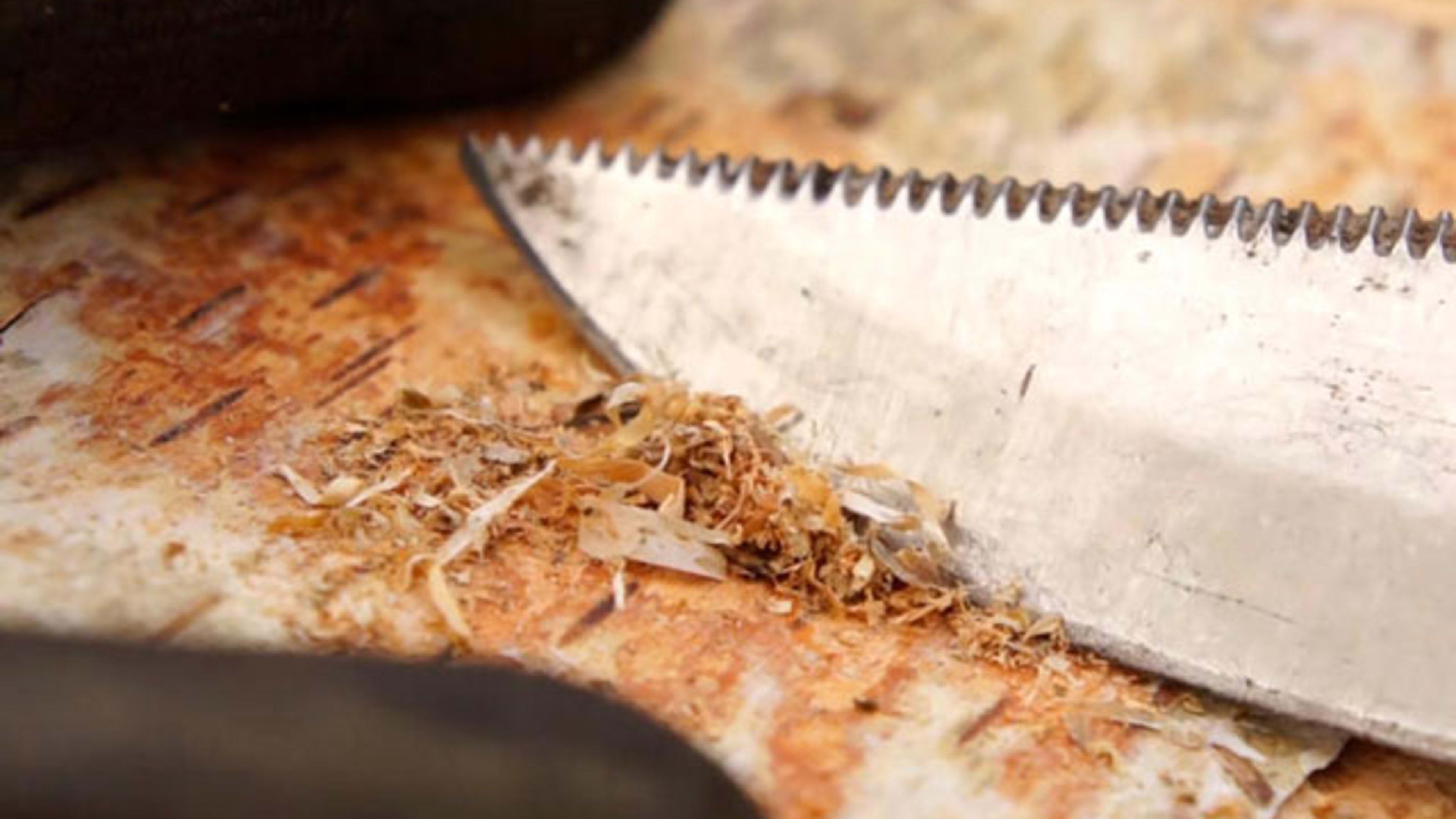 Get your campfire blazing with these 10 natural fire-starting materials ...