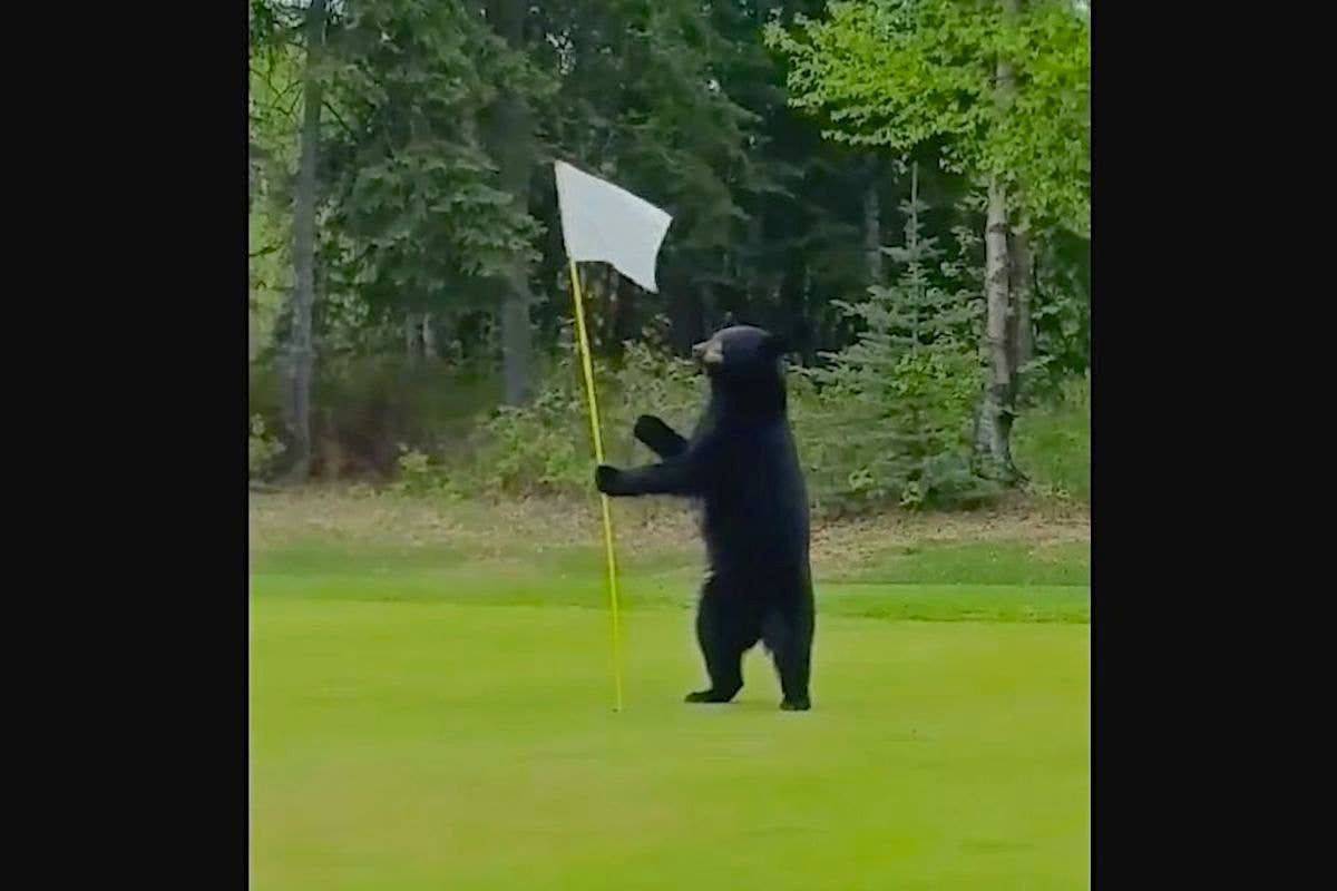 Golfers encounter bear, and things don’t go well - Men's Journal