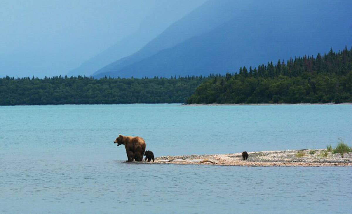 As Bears Wake Up for Spring, a Reminder on Staying 'Bear Aware' - Men's ...