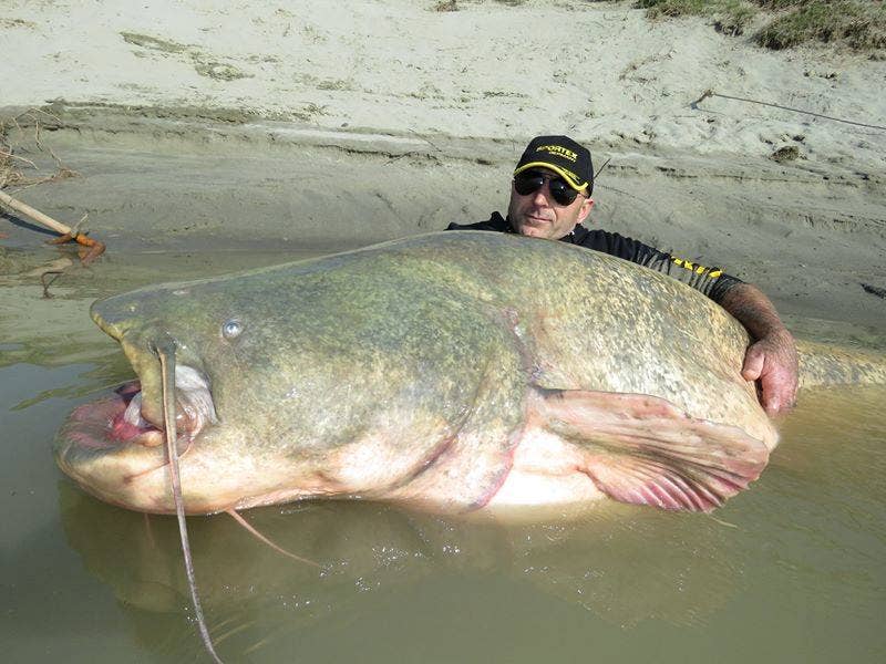 Italian catches huge wels catfish; is it a record? - Men's Journal