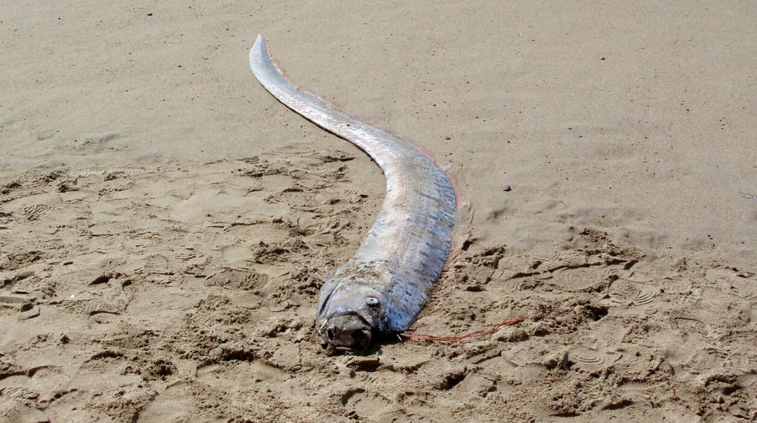 Giant 'Doomsday' Oarfish Encountered by Divers In Taiwan - Men's Journal