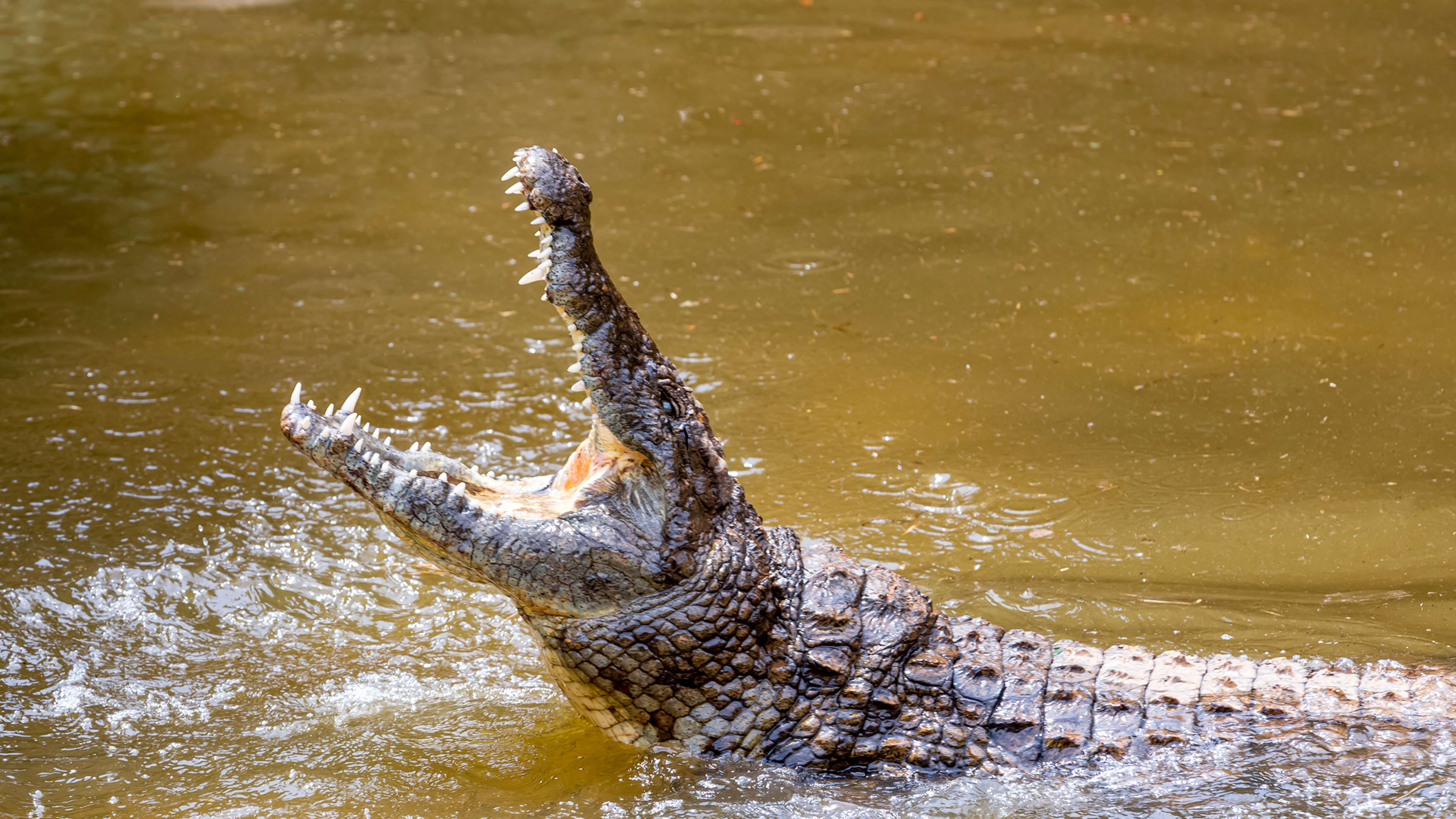 Widow Recalls Husband’s Heroic Final Act Before Crocodile Attack - Men's Journal