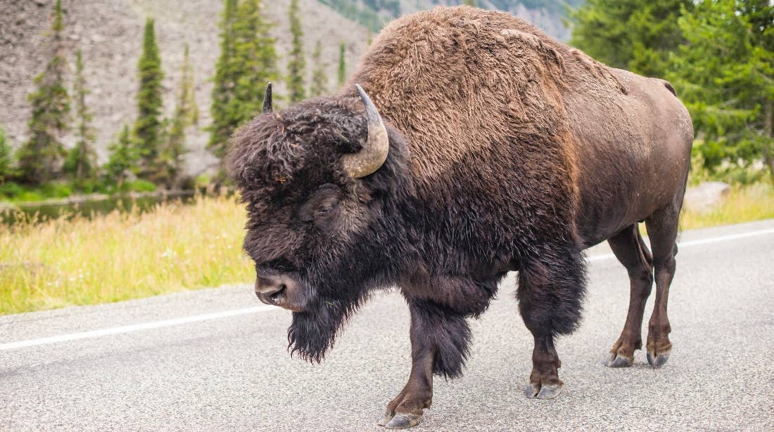 Bison at Yellowstone National Park Traps Tourist in Bathroom - Men's ...