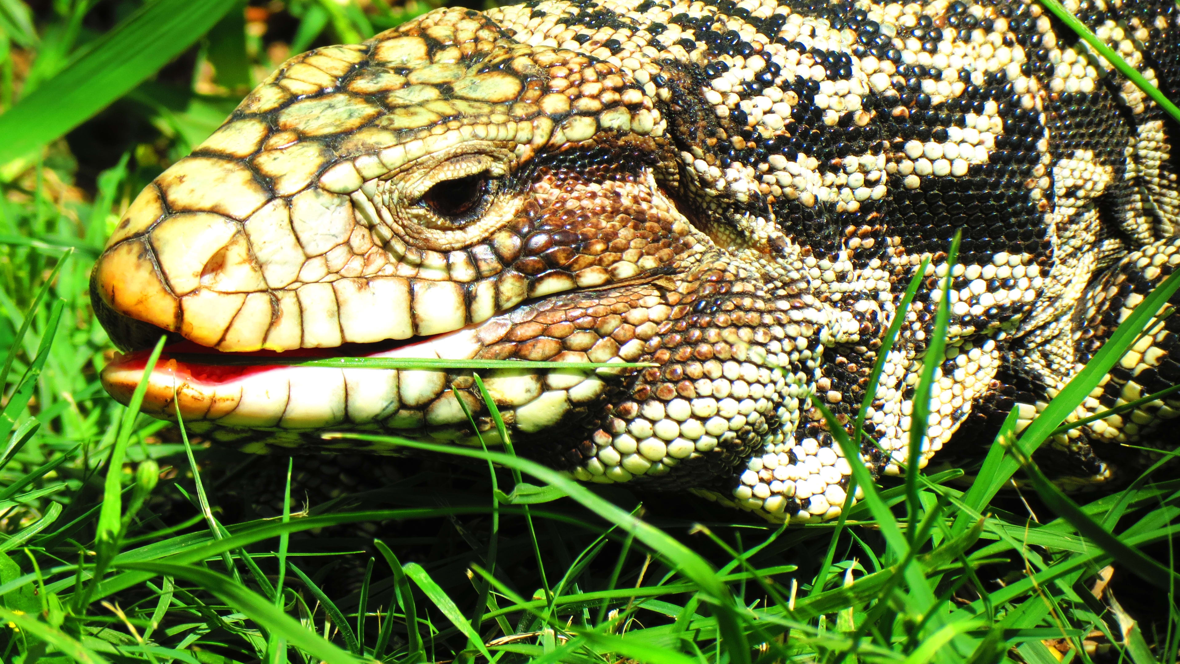 Georgia Kids Find Argentine Giant Lizard Under Woman's Porch - Men's ...