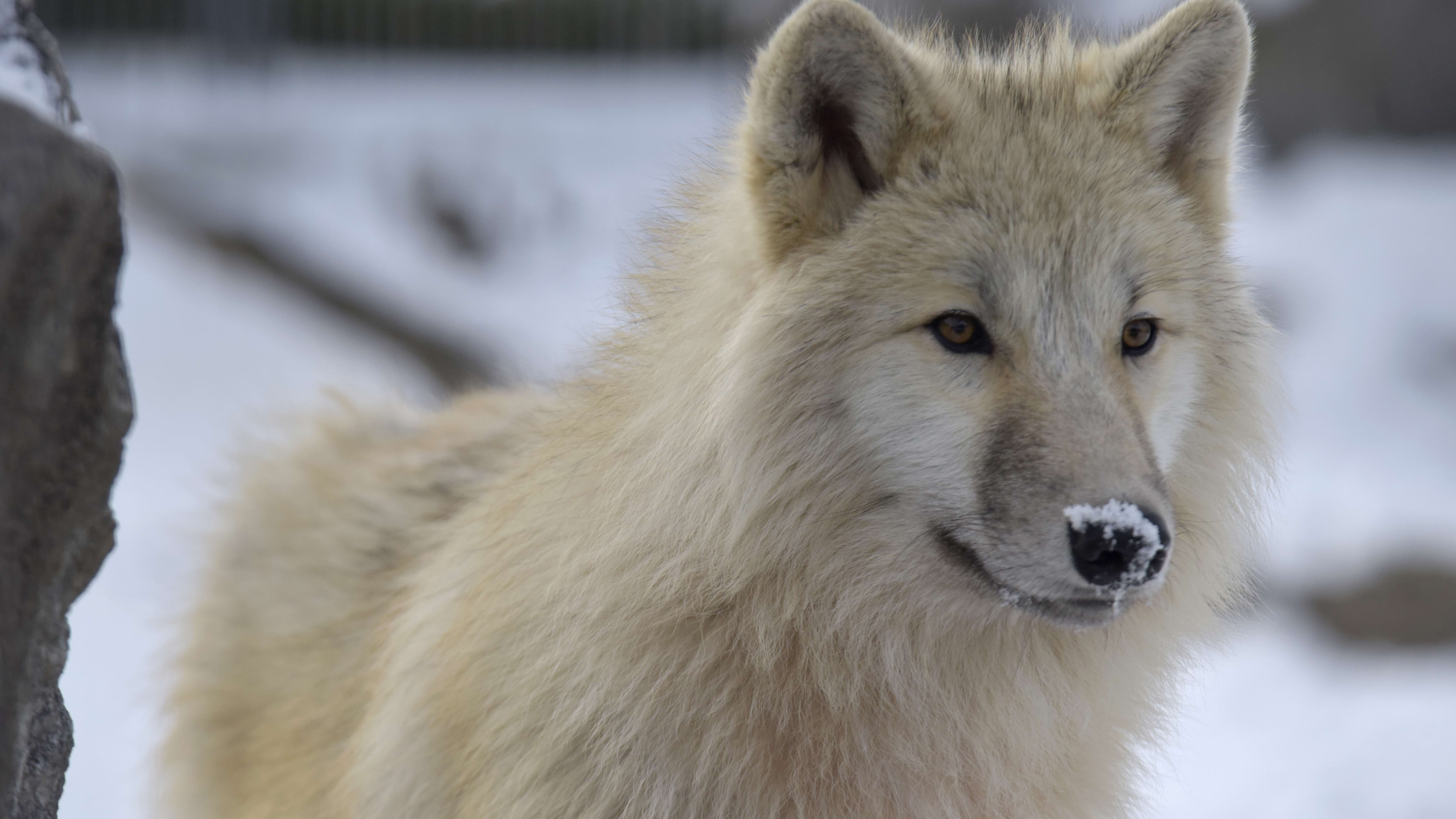 Everyone’s Saying the Same Thing After Scientists 'Resurrect' the Dire ...