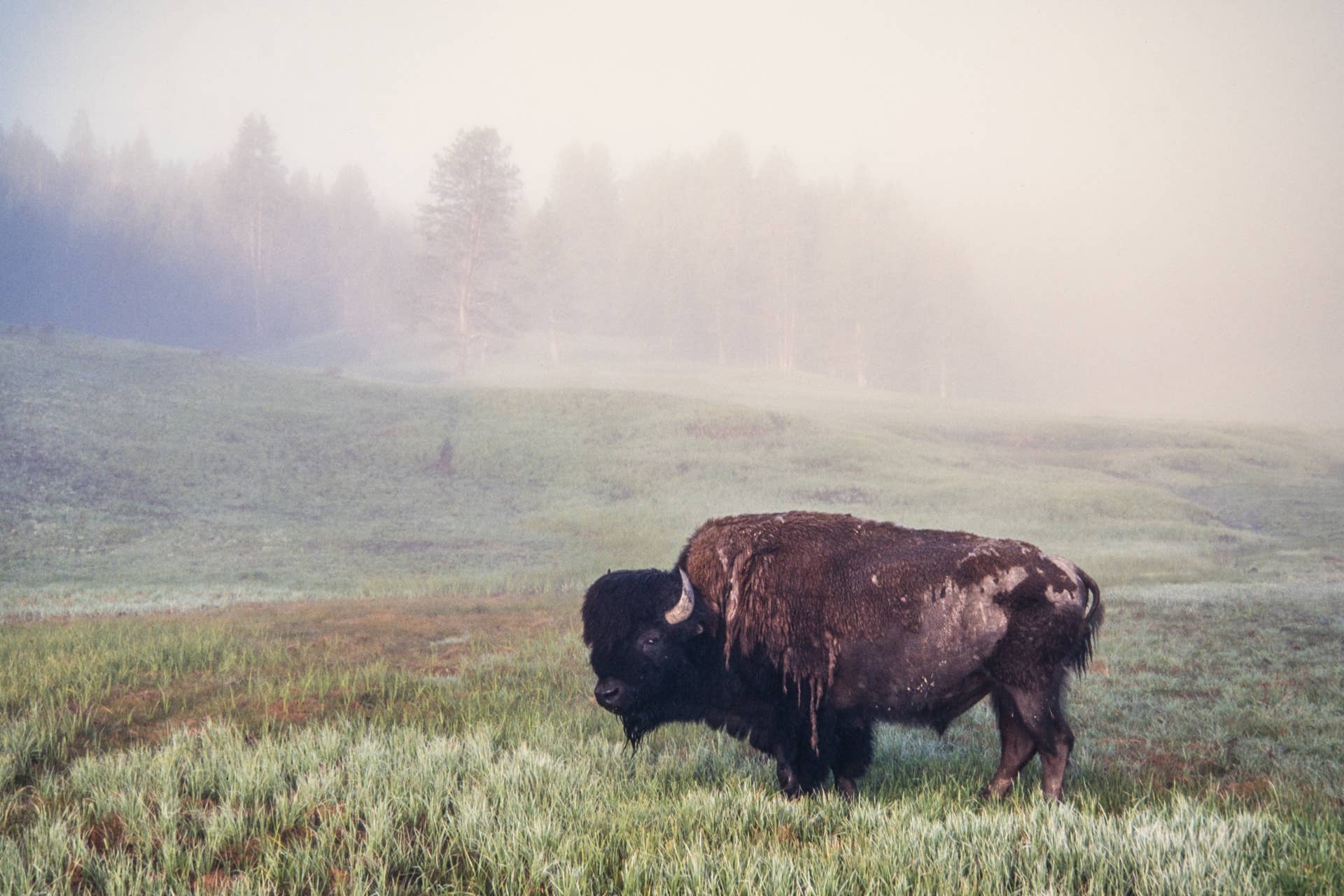 Man Gored By Bison at Yellowstone National Park - Men's Journal