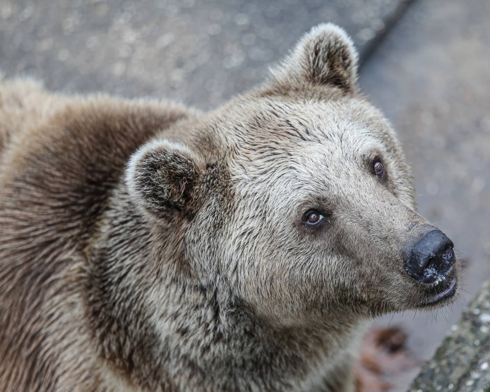 3 Grizzly Bears Dead in 2 Separate National Park Incidents - Men's Journal