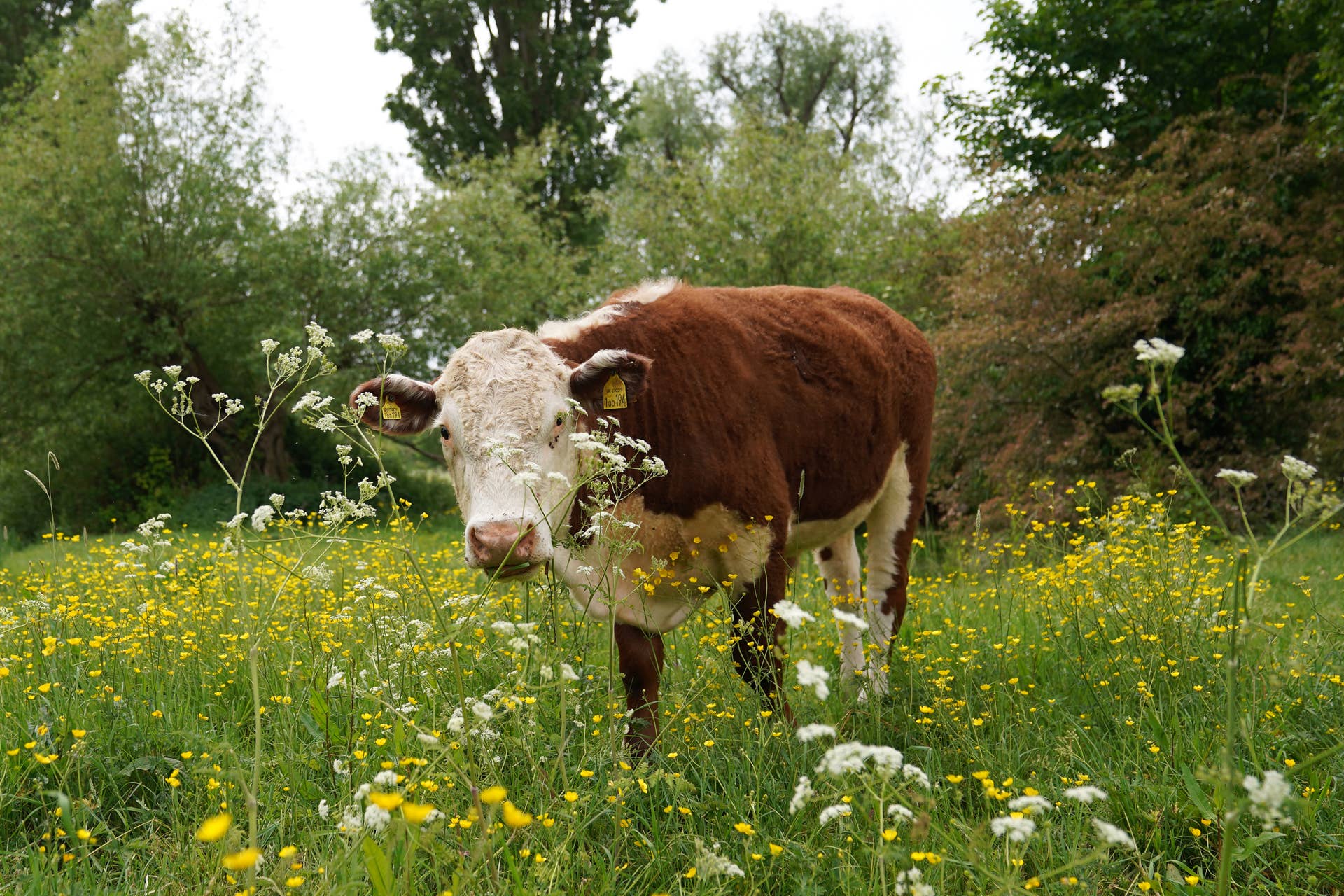 Florida Man Shoots Neighbor’s Cow in Explosive Property Dispute - Men's ...