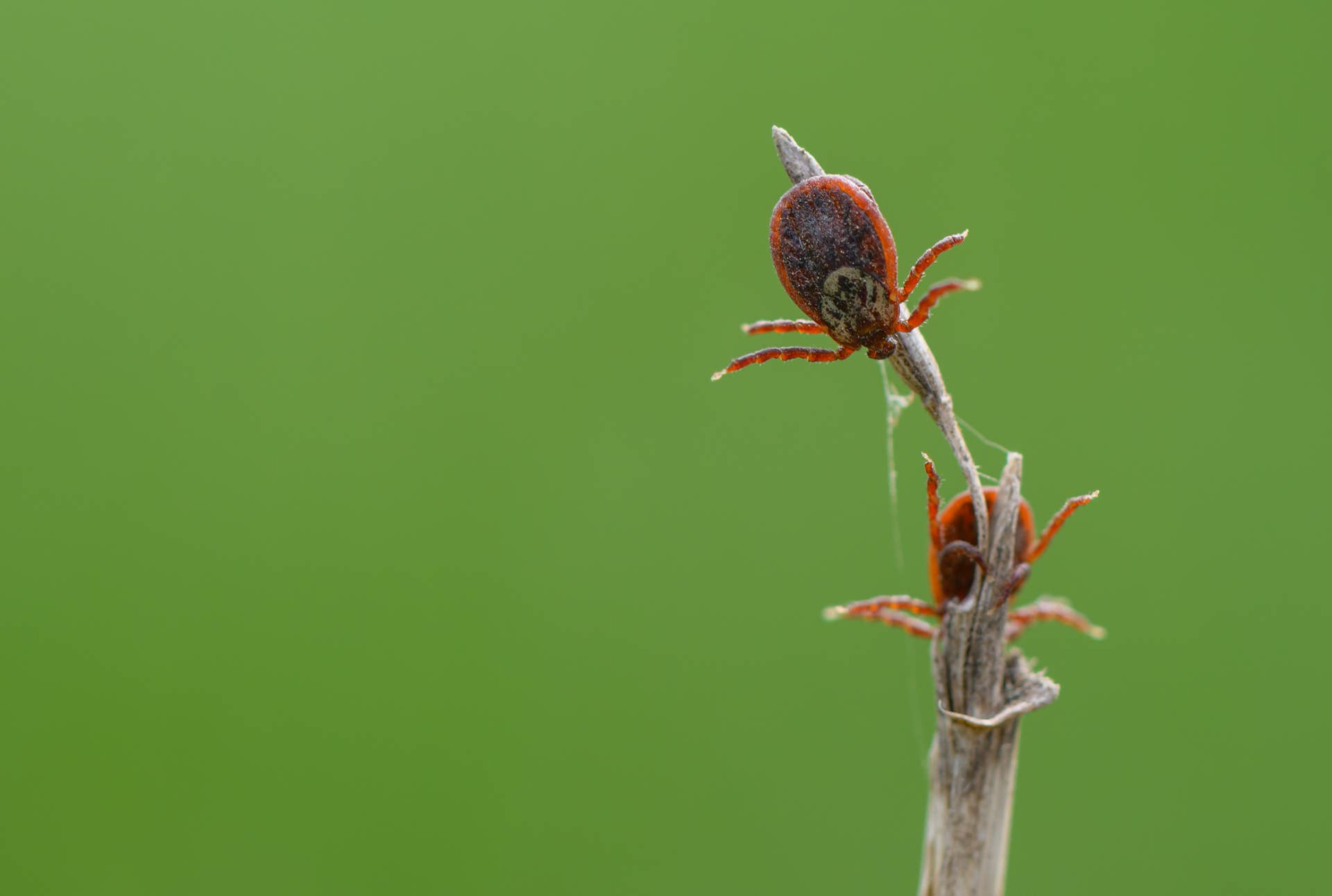 A Fatal Tick Bite Caused a Man’s Brain to ‘Blow Up’ - Men's Journal