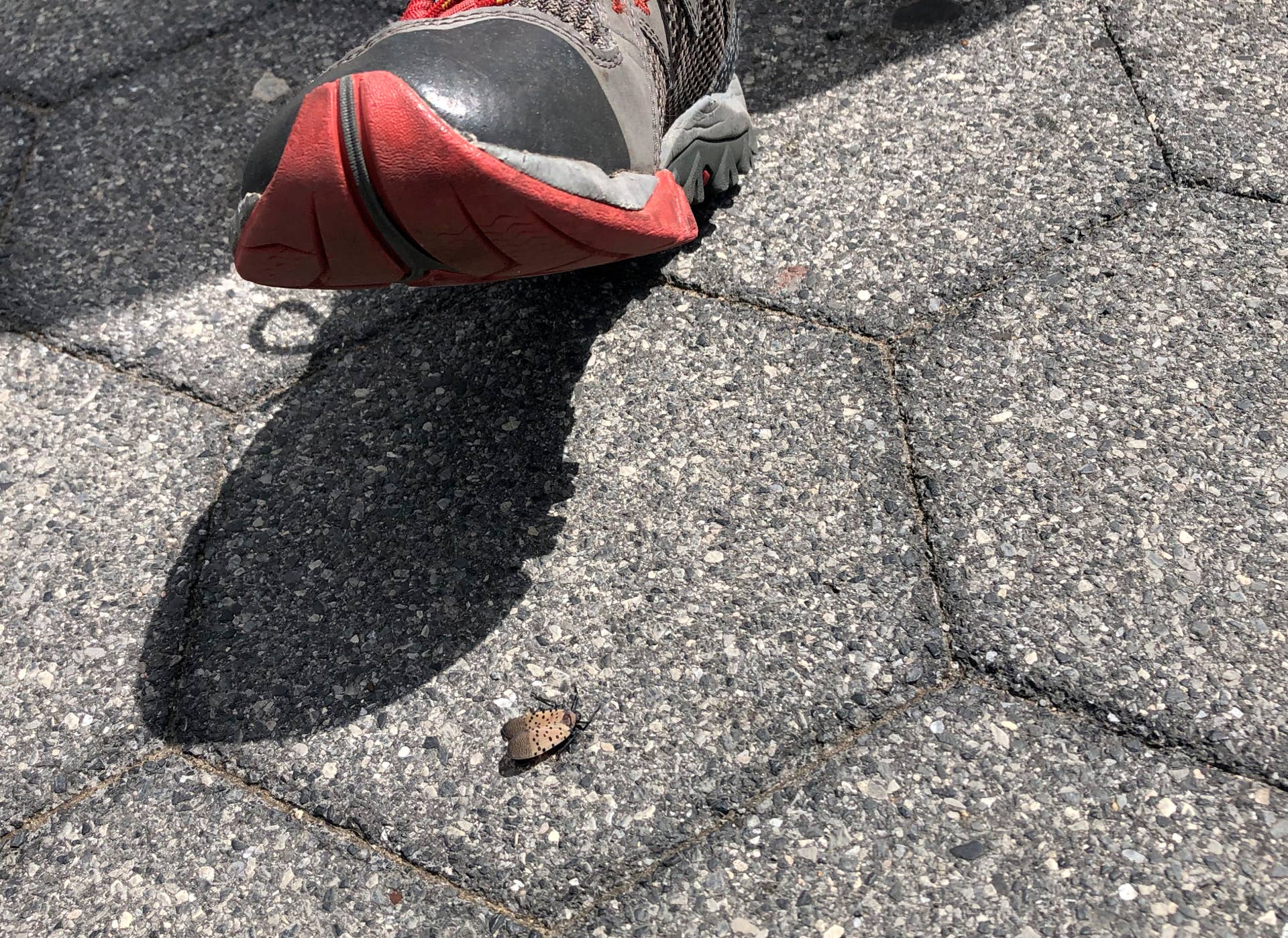 Spotted Lanternflies Are Back. Here’s Why the USDA Wants You to Kill ...