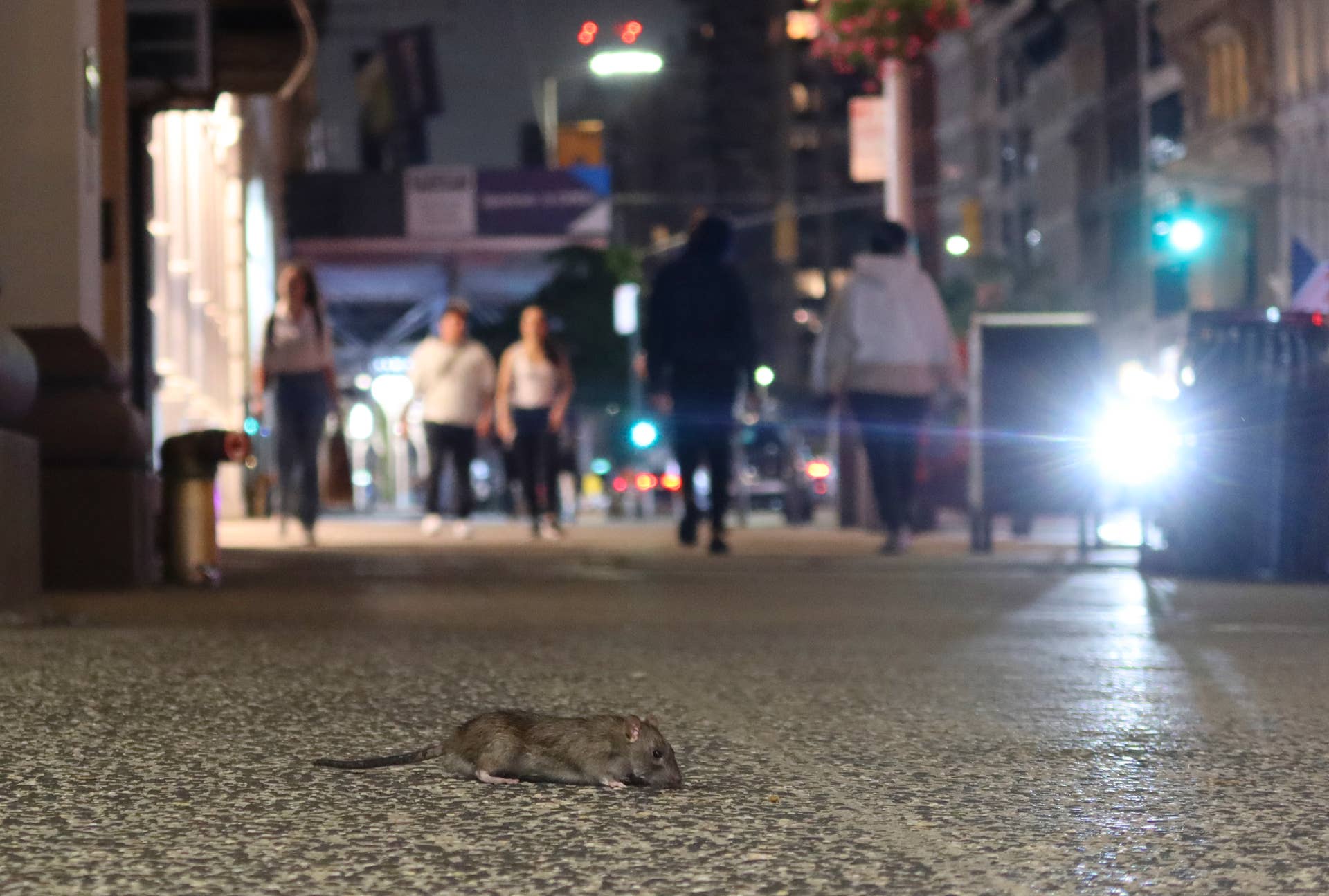 Beloved New York Restaurant Temporarily Closes Due to Rats - Men's Journal