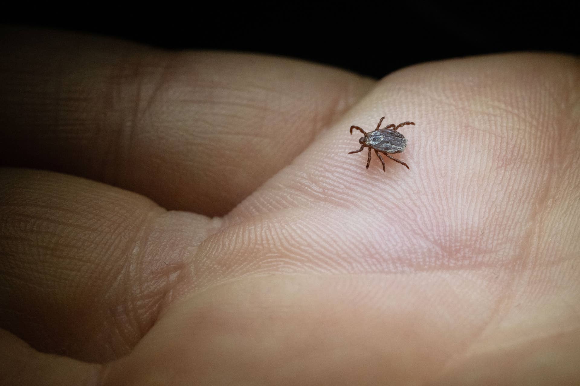 Scientists Sound Alarm on New Tick Behavior That Puts More People in ...