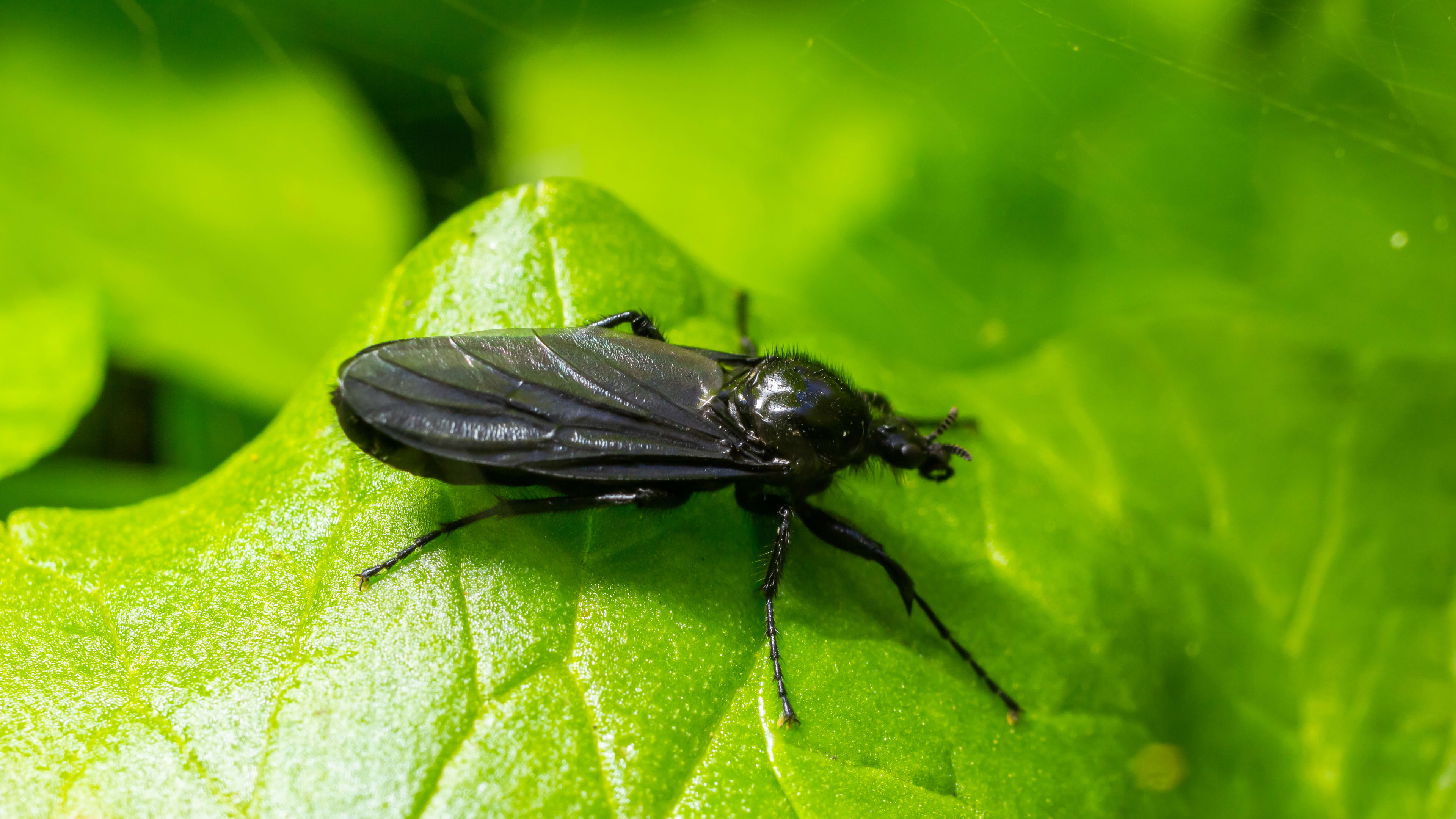 This Tourist Hub Is Being Terrorized by Swarms of Insects - Men's Journal