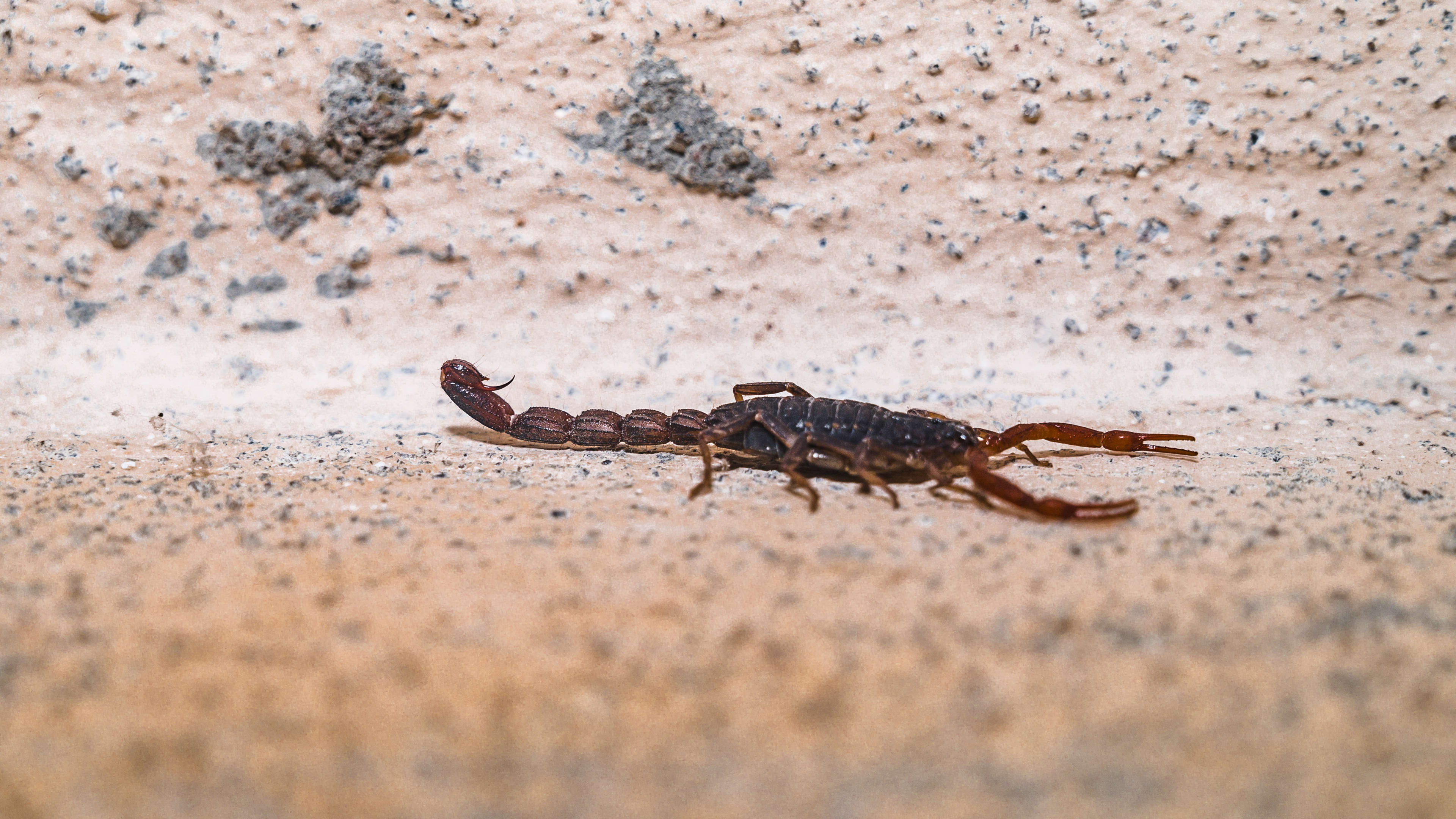 Surprising Truth About the Scorpions Creeping Into Your Home - Men's ...