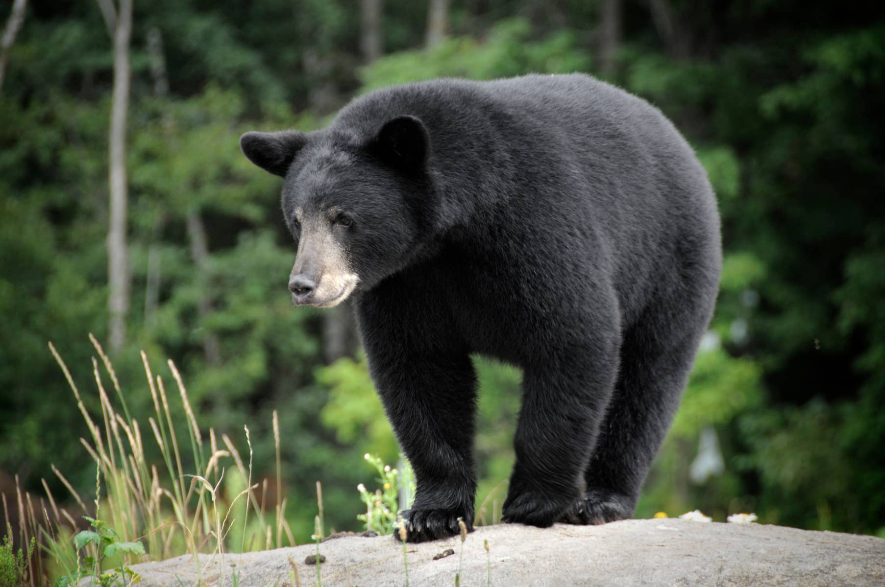 Black Bear Wows Homeowner by Ringing Doorbell in Video - Men's Journal