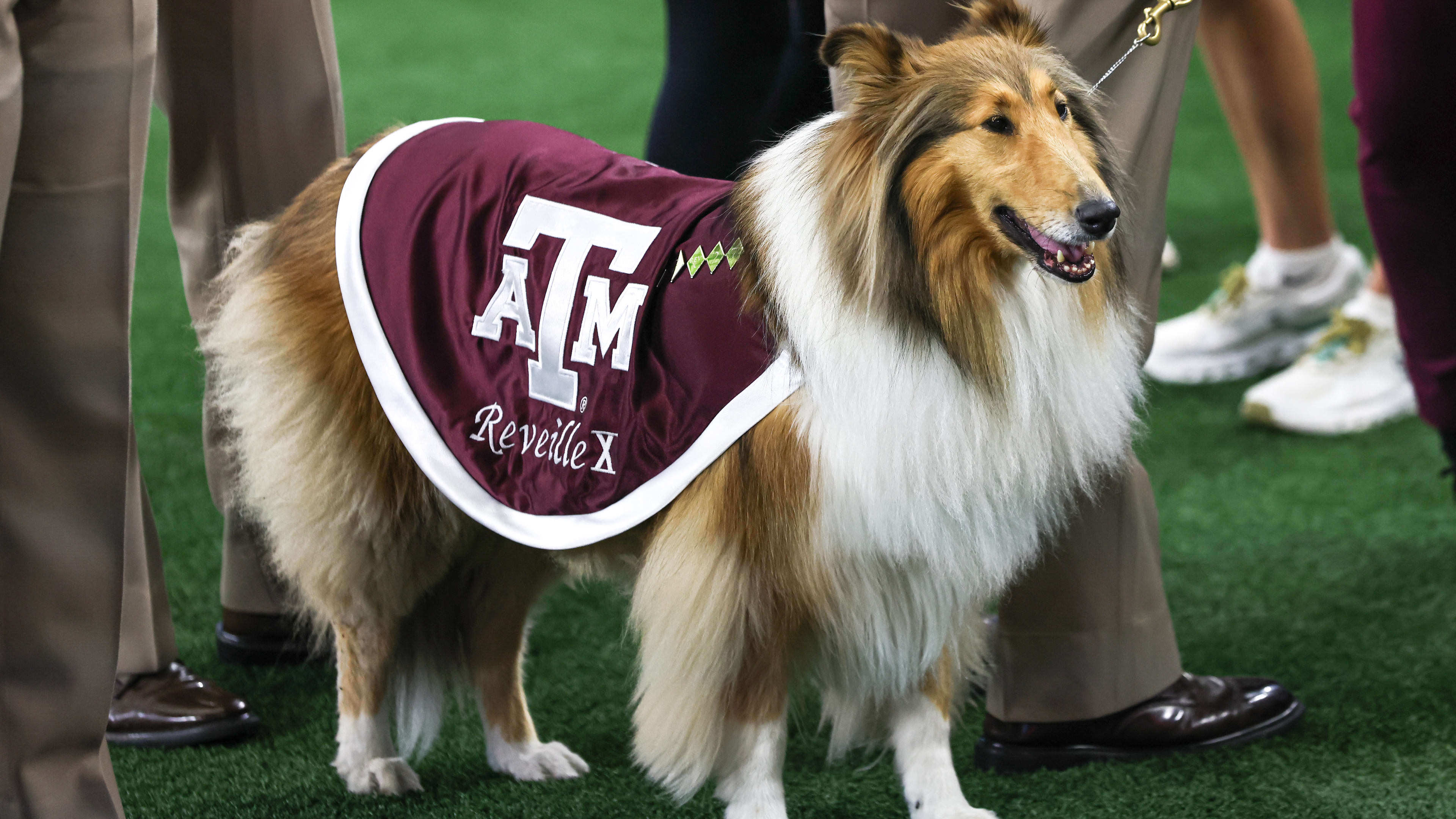 Aggies Mascot Reveille X Enters Her Pirate-Era After Surgery - Men's ...