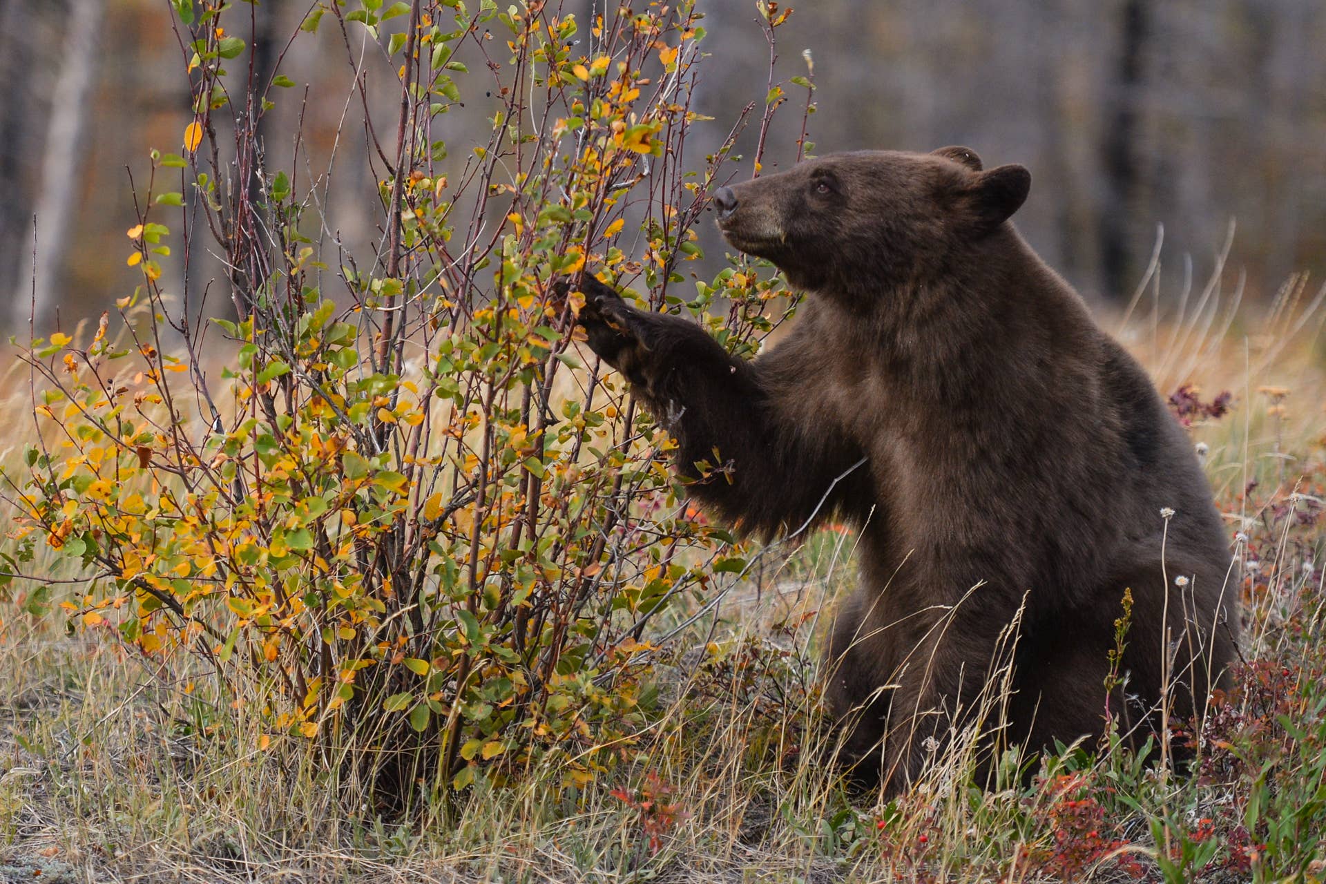 National Park Reports Increase in Visitors Feeding Bears - Men's Journal