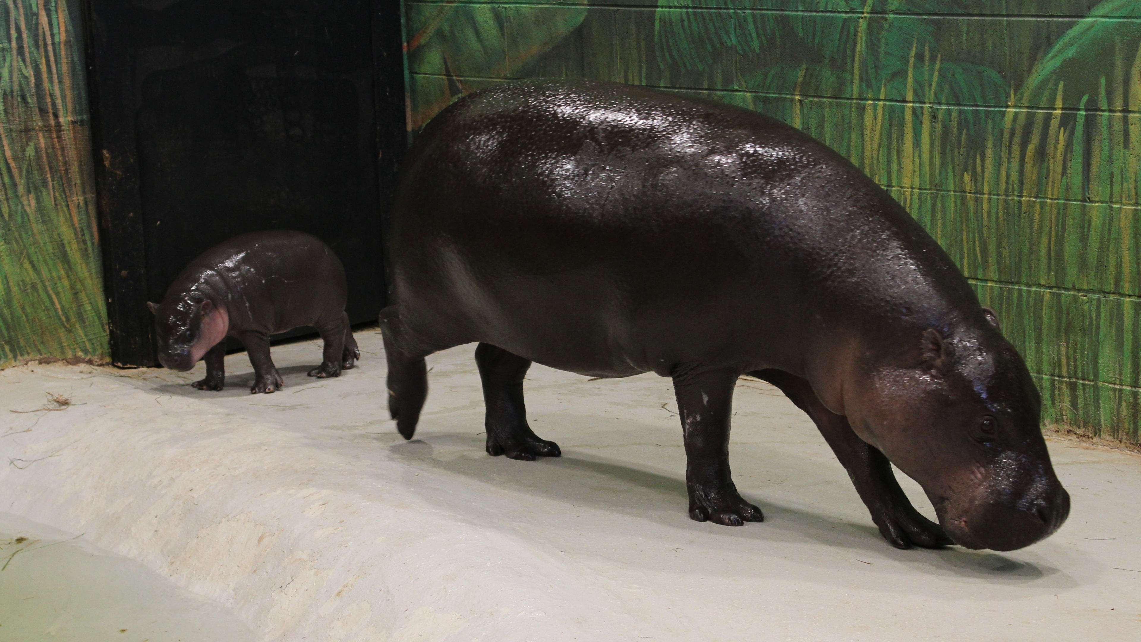 Baby Hippo Mars Goes Viral After Adorable ‘Mom Stare’ Showdown - Men's ...