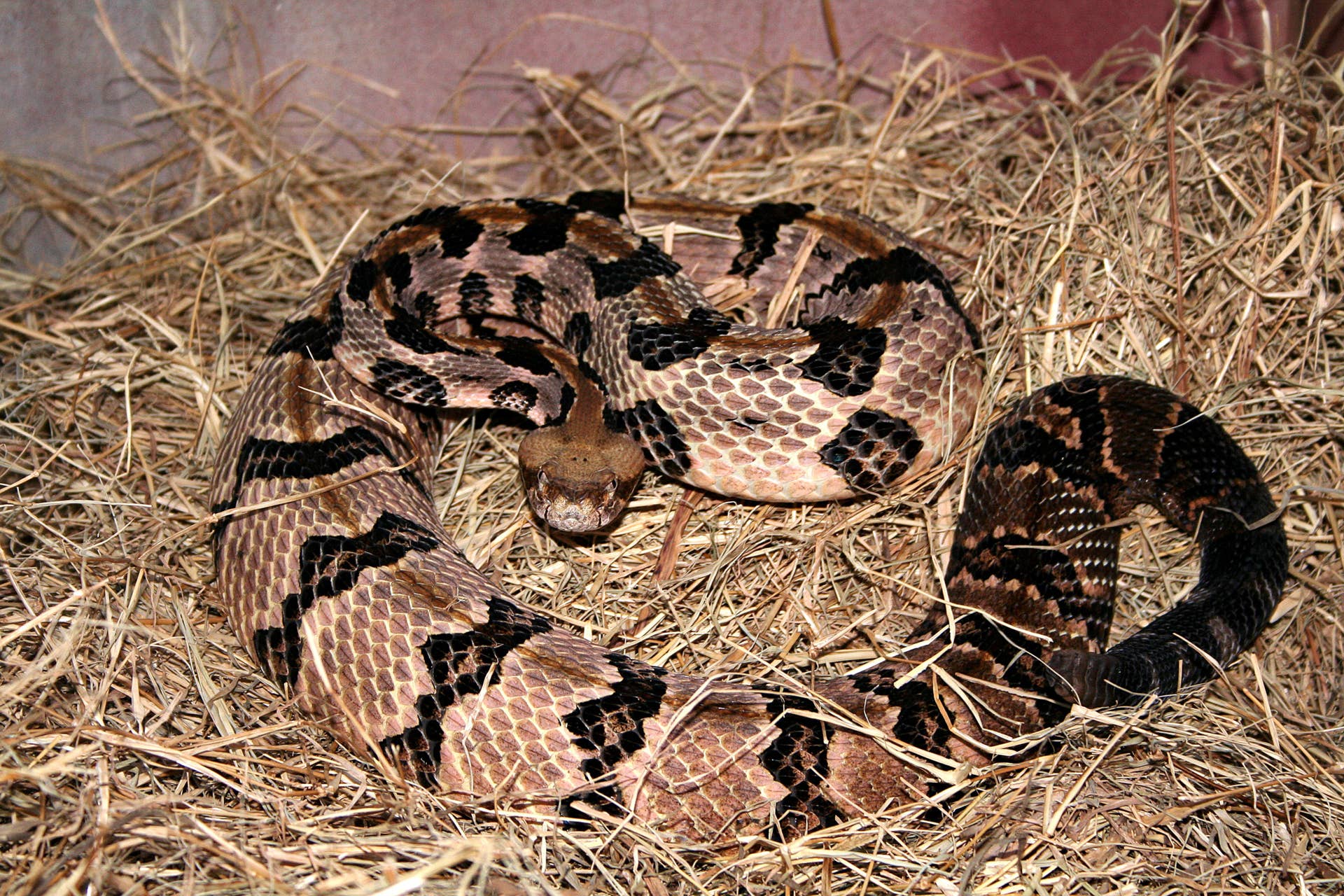 Hiker Dead After Rare Fatal Snake Bite at Tennessee State Park - Men's ...