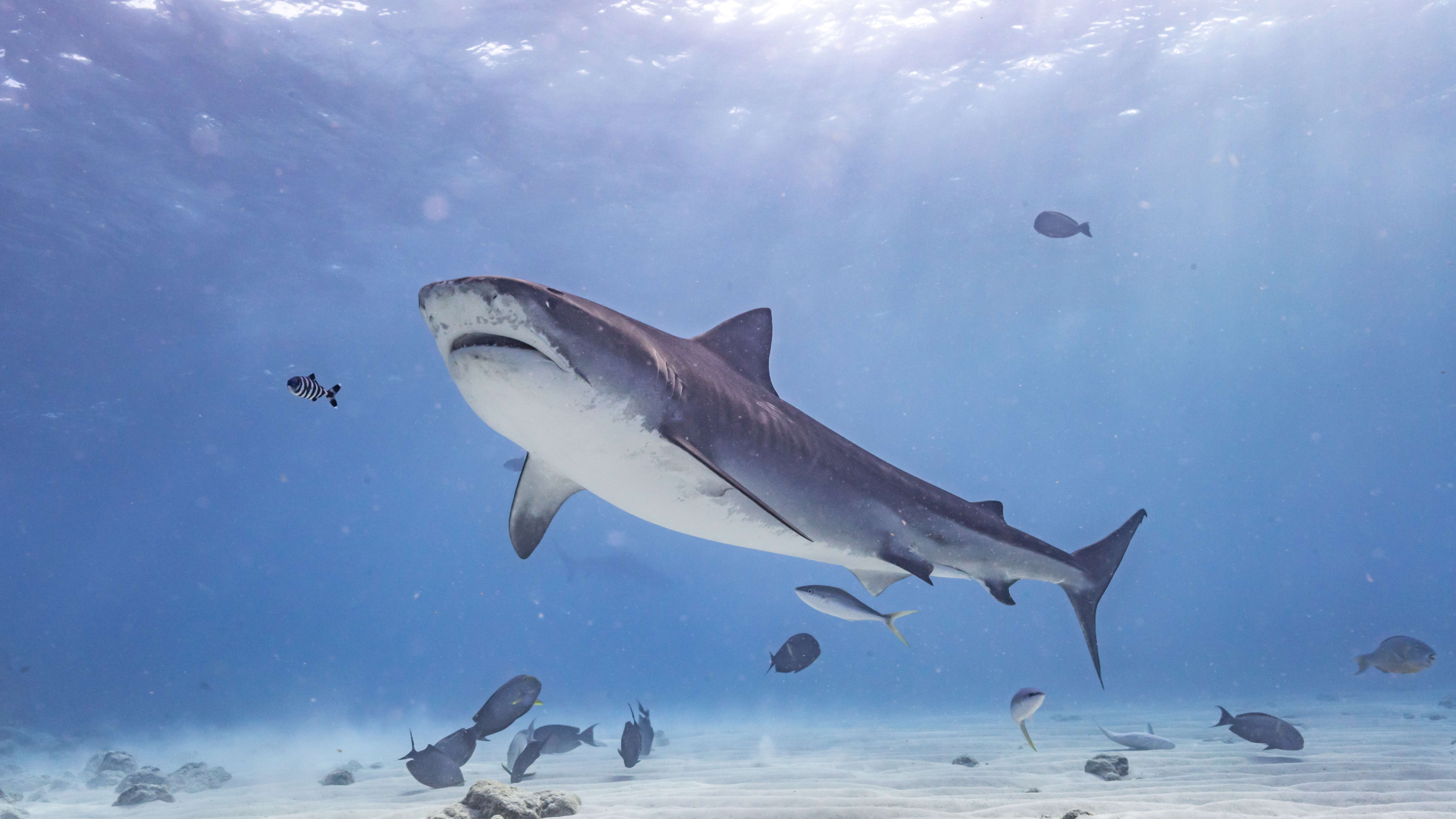 U.S. Tourist Suffers 'Severe Injuries' in Spearfishing Shark Attack ...