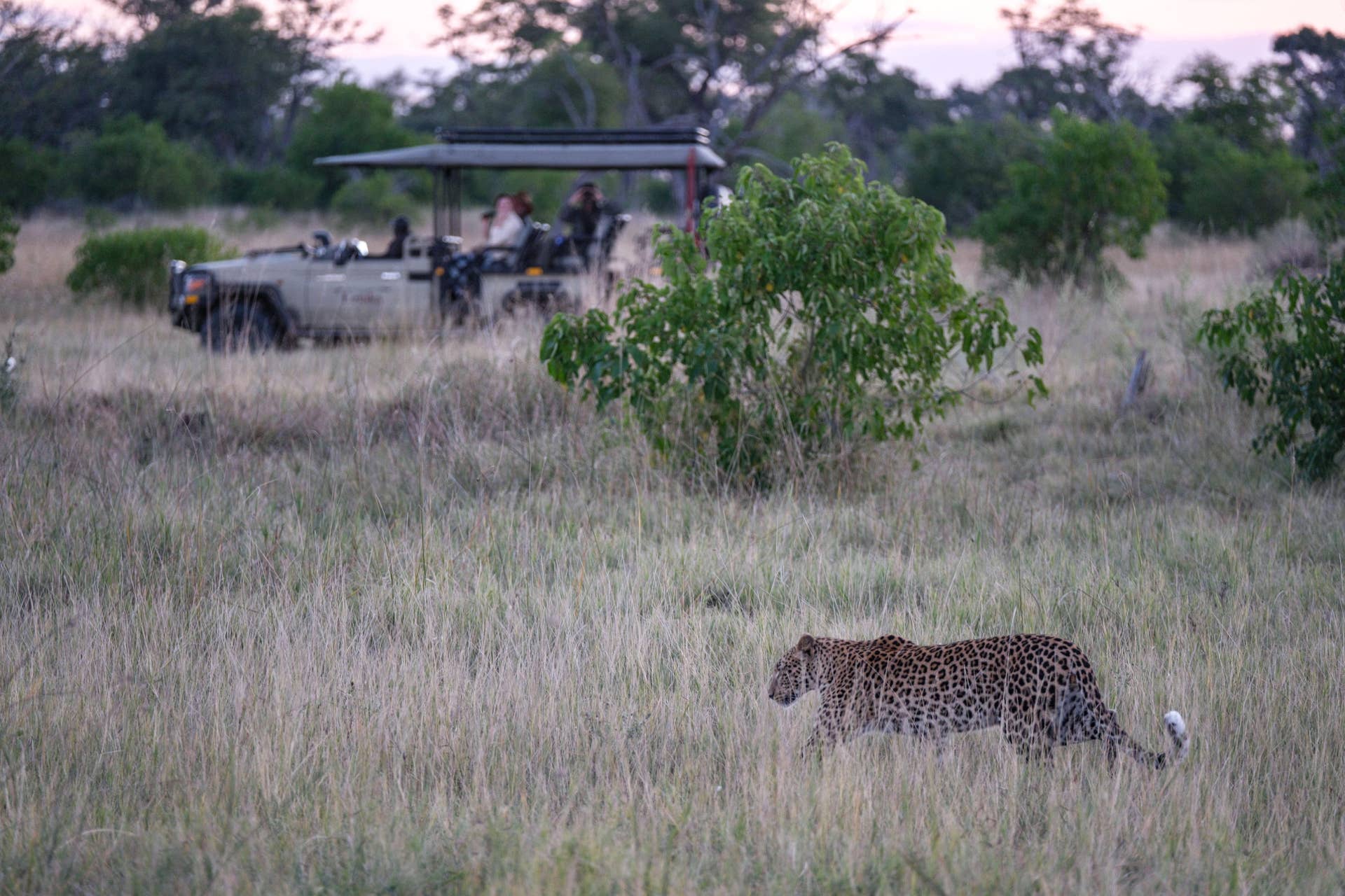 12-Year-Old Sustains 'Deep Gashes' From Leopard in Safari Attack - Men ...