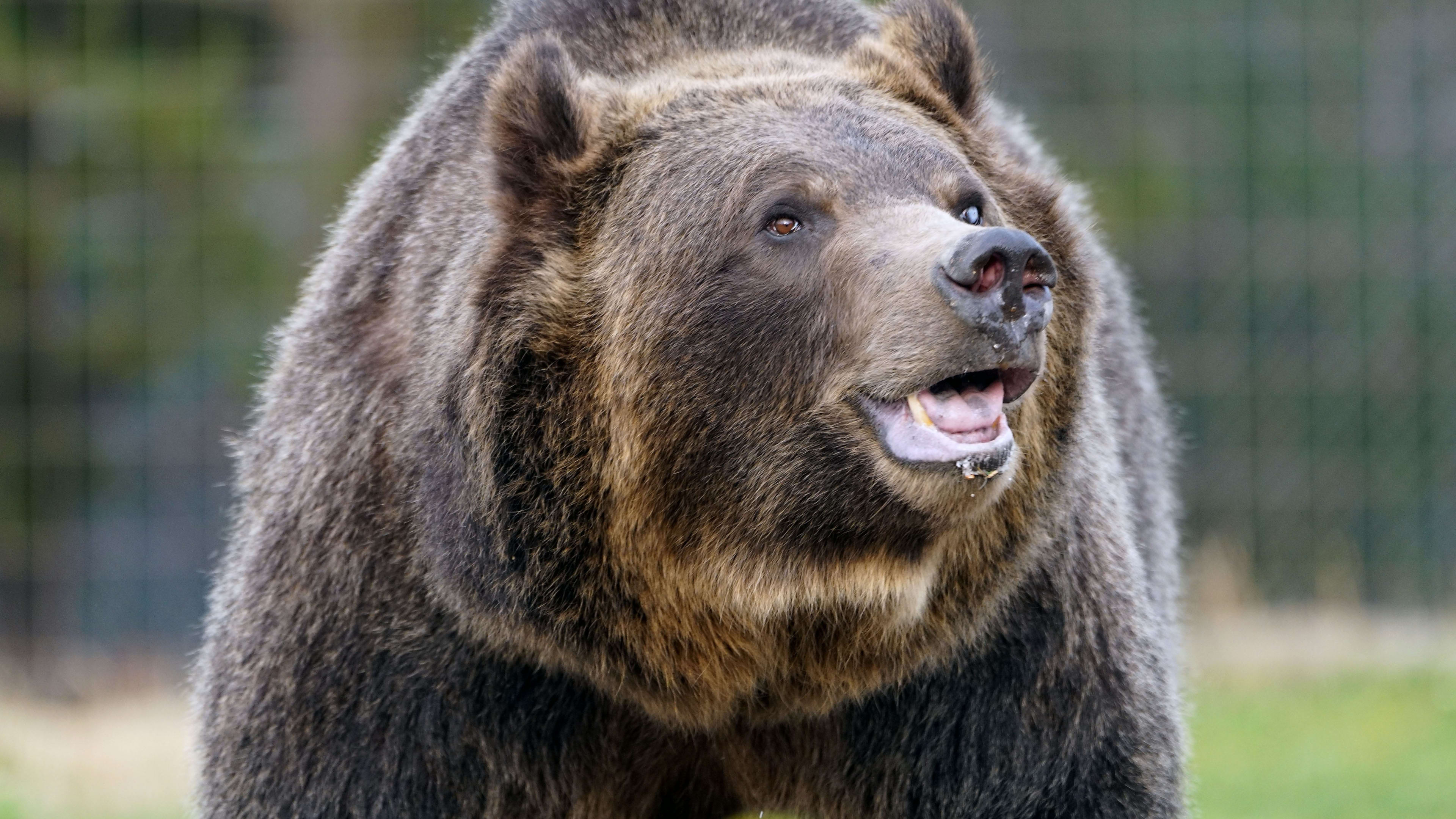 Yellowstone National Park Warns Visitors Amid Grizzly Bear Research ...