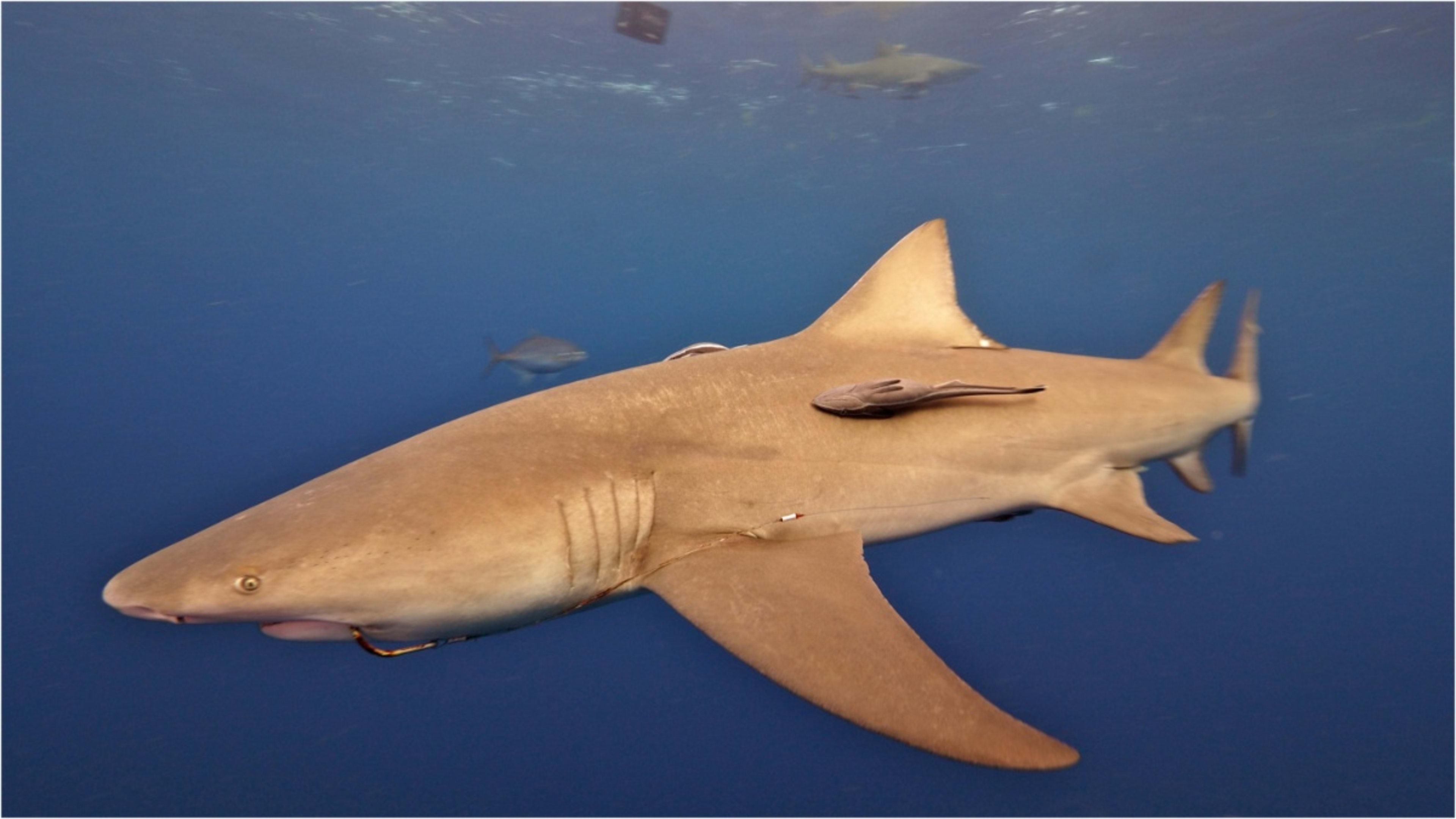 Mercury Psillakis: Father Dies in Shark Attack After Witness Hears ...