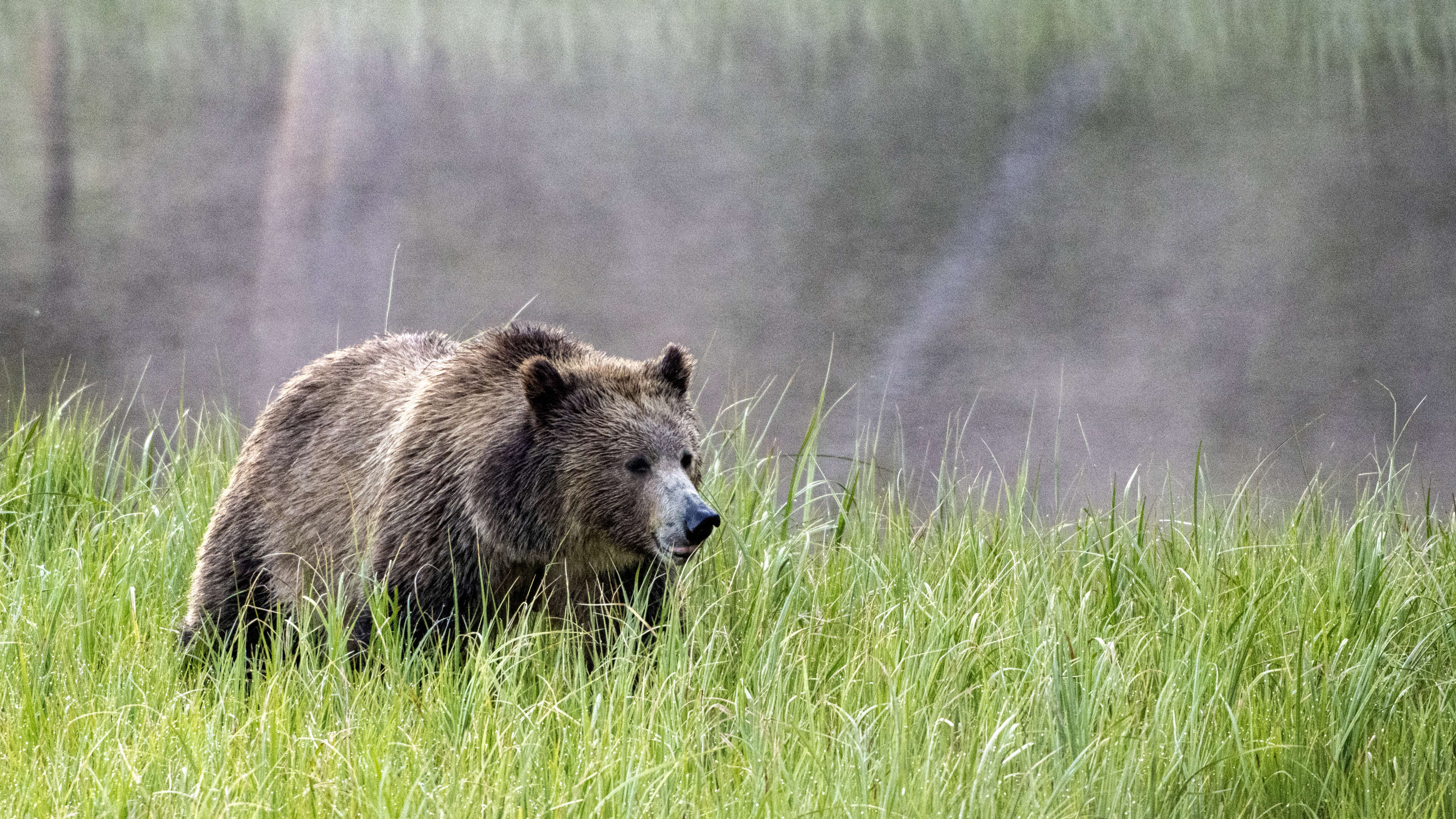 Incredible Video Shows Yellowstone Grizzly Dragging Bull Elk Out of Mud ...