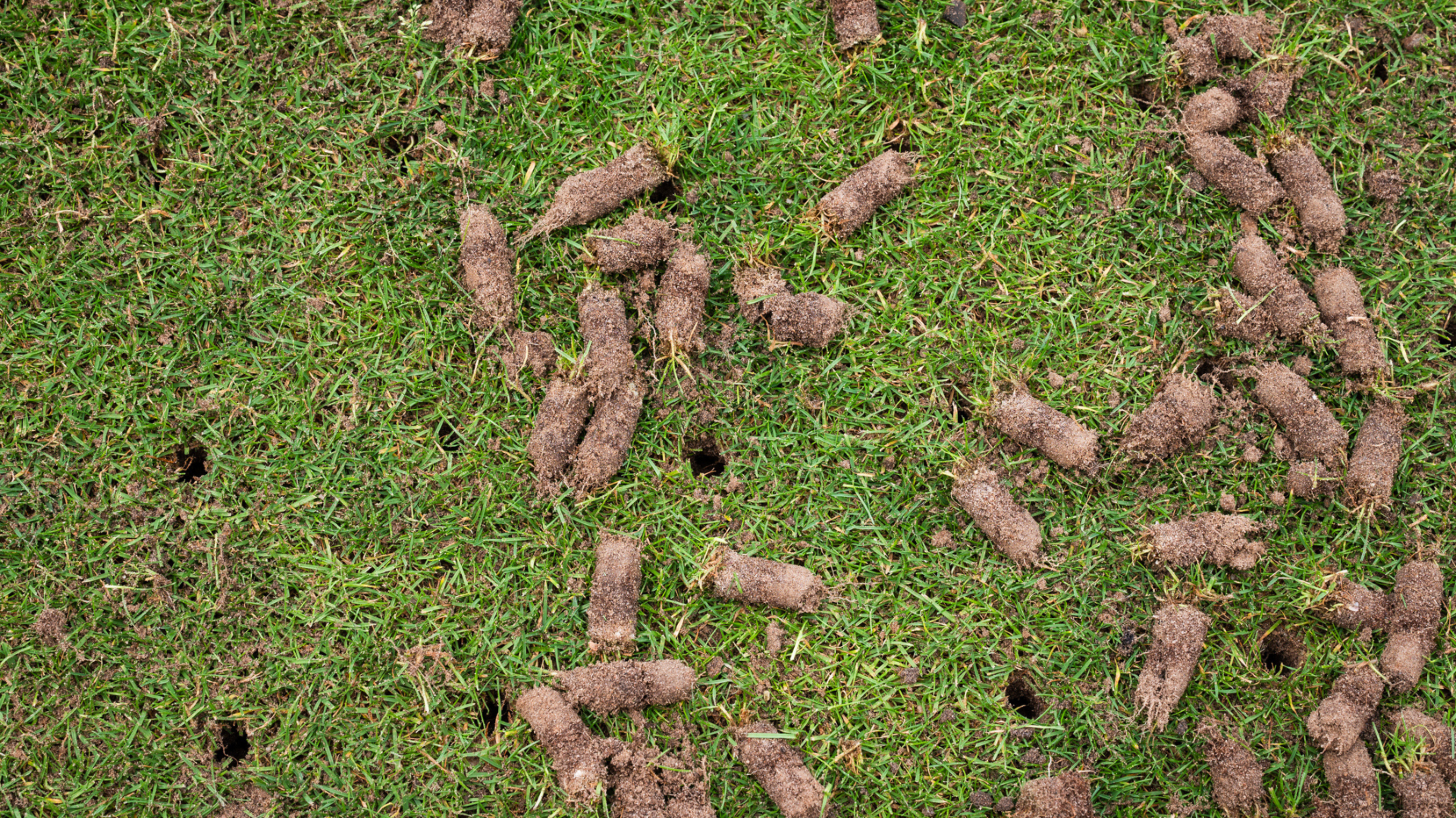 Fall Aeration and Overseeding: How to Aerate Your Lawn - Men's Journal