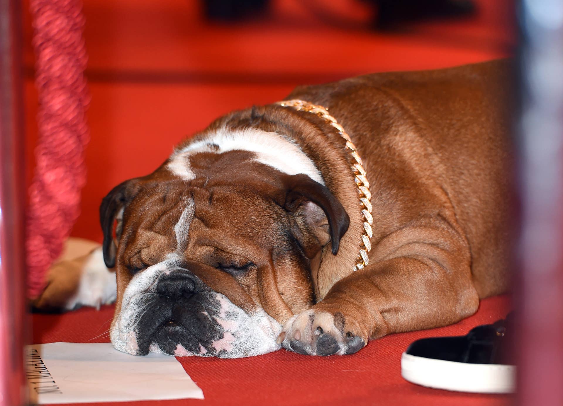 Lewis Hamilton's English Bulldog Roscoe Dead at 12 - Men's Journal