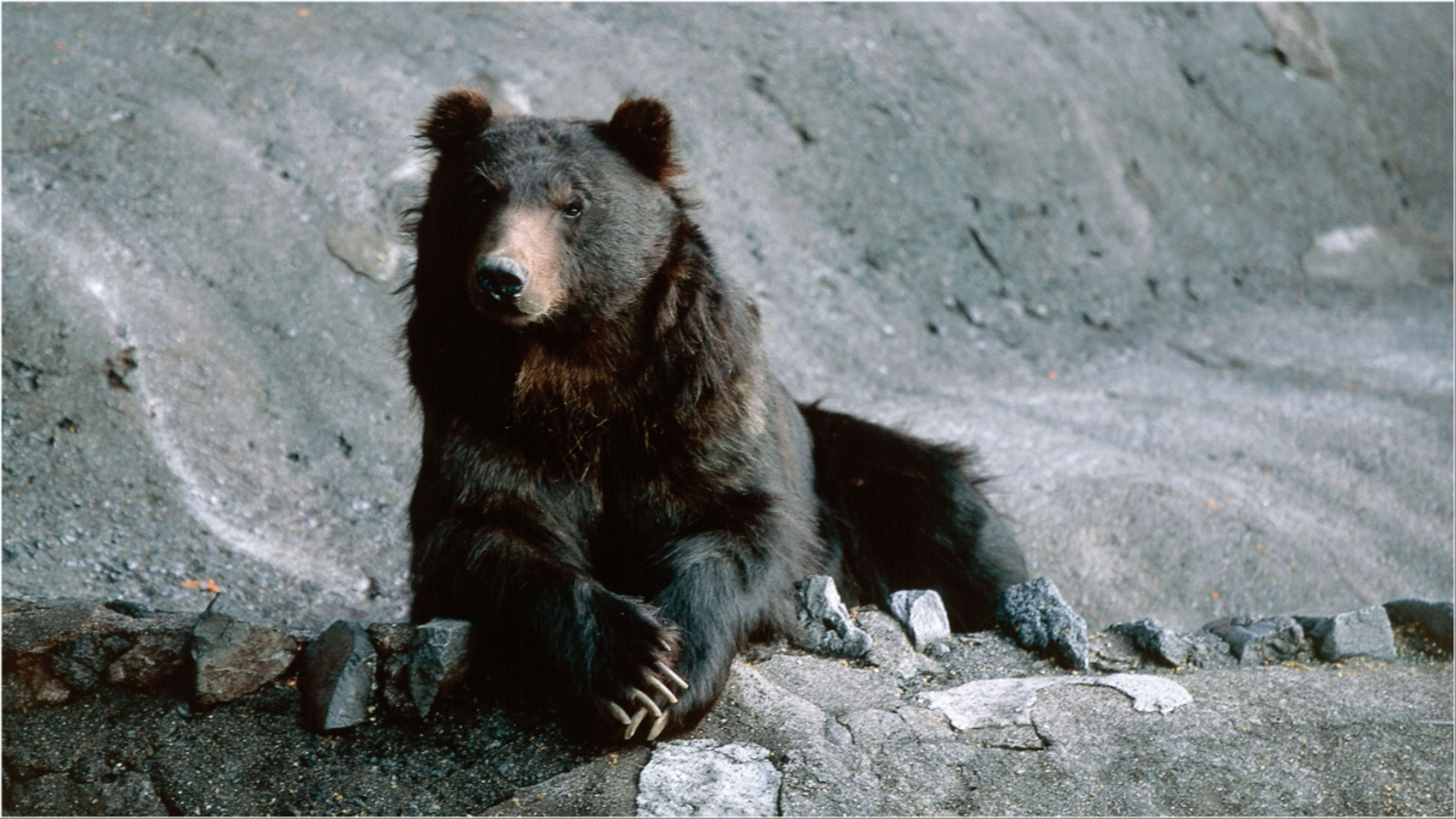 U.S. Issues Major Travel Warning for Japan After Bear Attacks - Men's ...