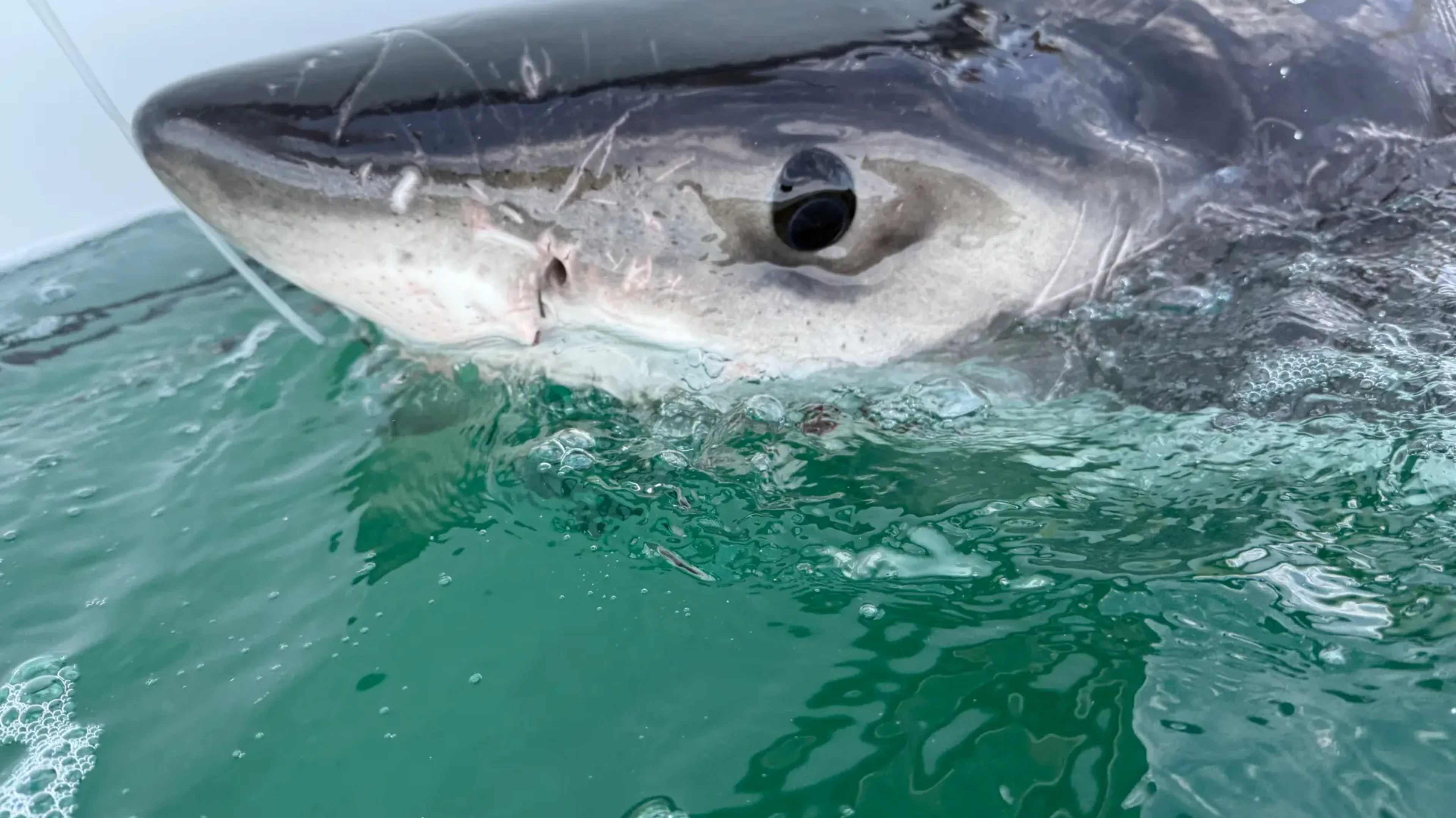700-Pound Great White Shark Headed to Popular Beach City in Time for ...