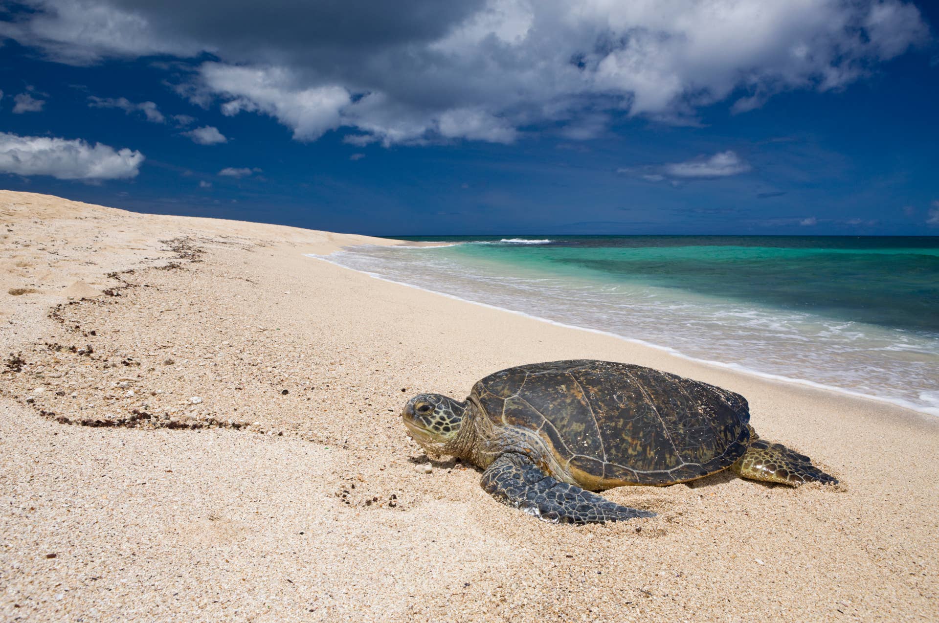 Hawaii Tourist Draws Outrage for Sea Turtle Photo - Men's Journal