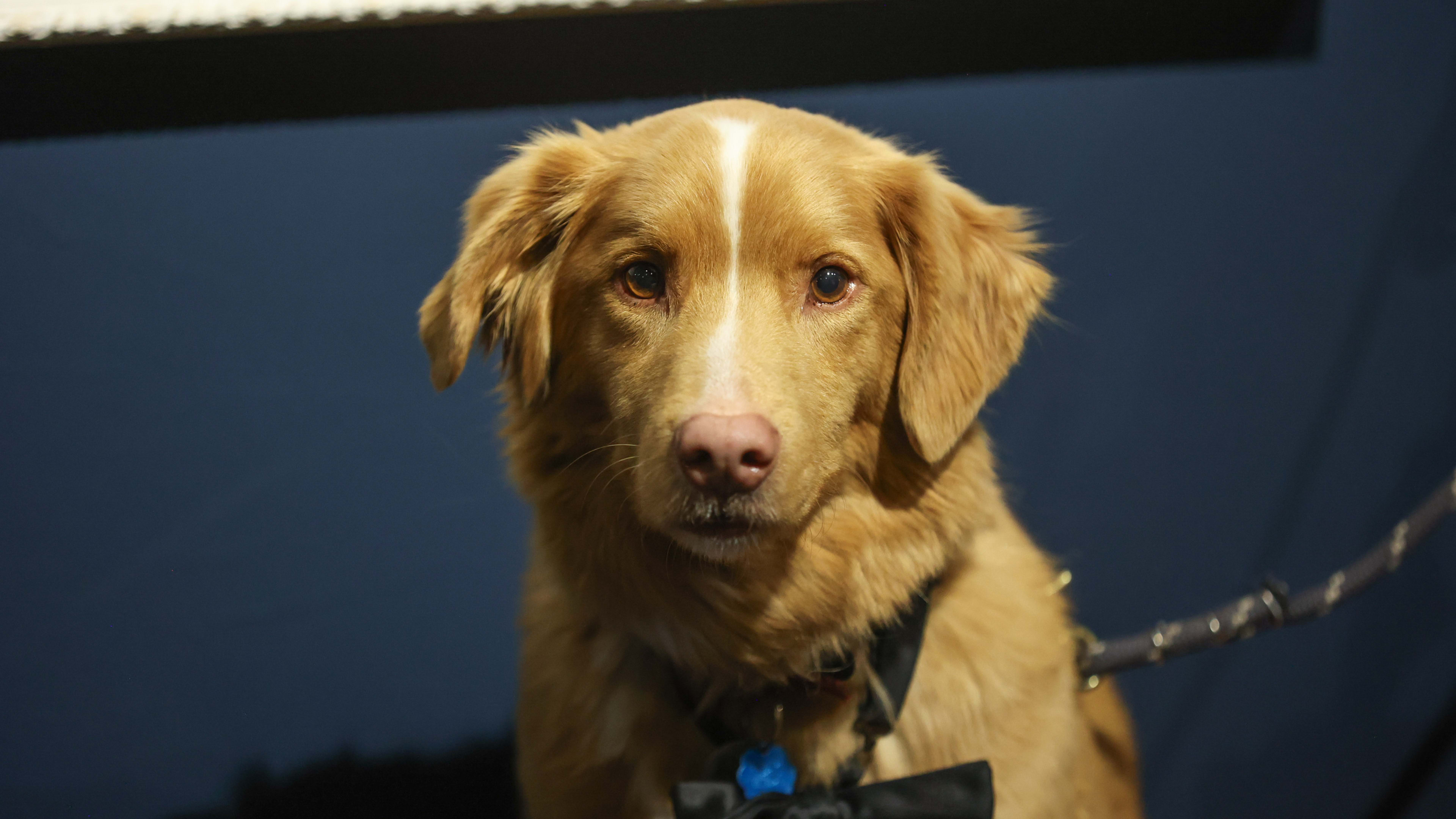 'Good Boy' Star Indy the Dog Makes History With Major Film Nomination ...