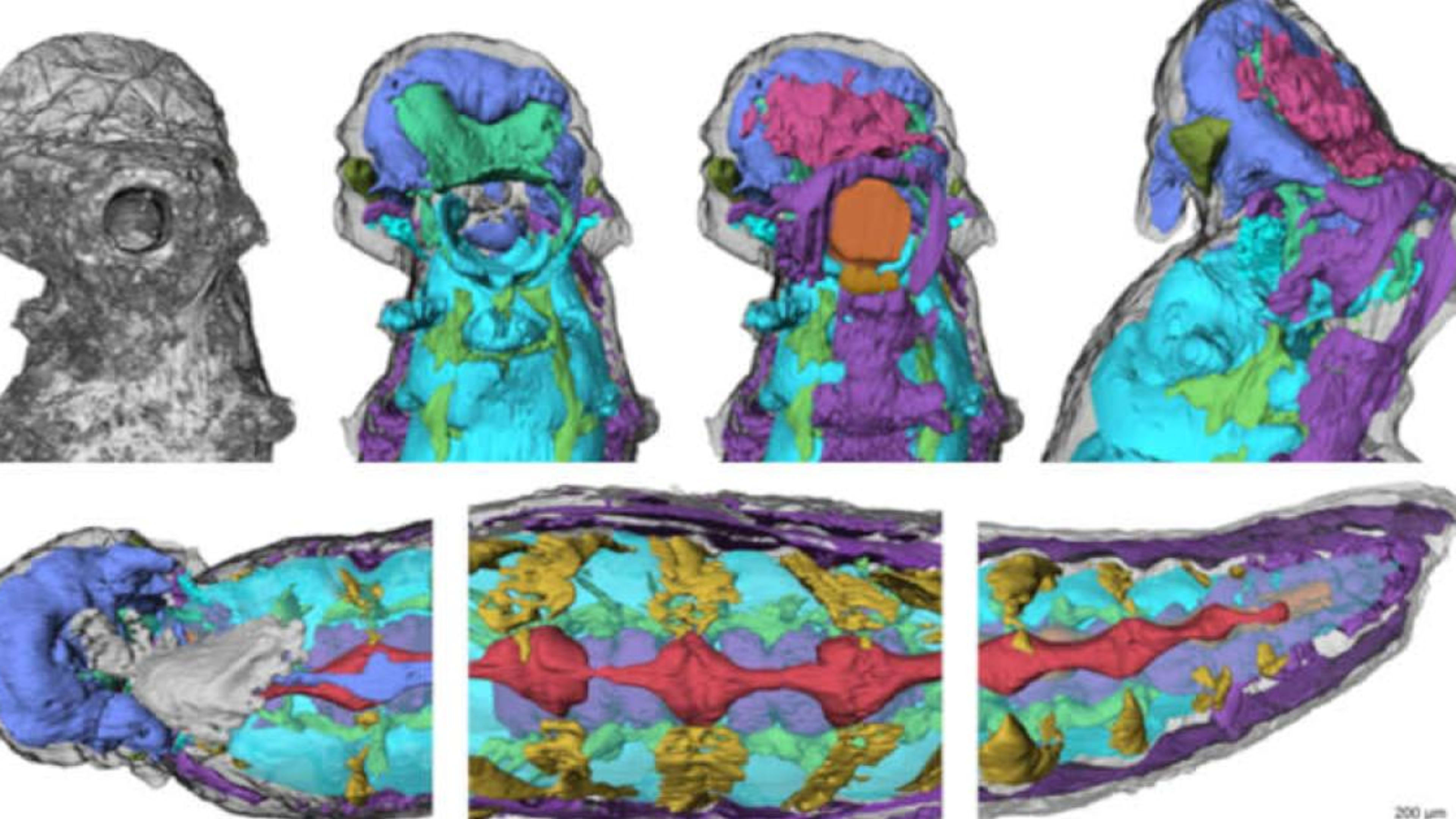 520-Million-Year-Old Fossil Found with Organs, Brain Intact - Men's Journal
