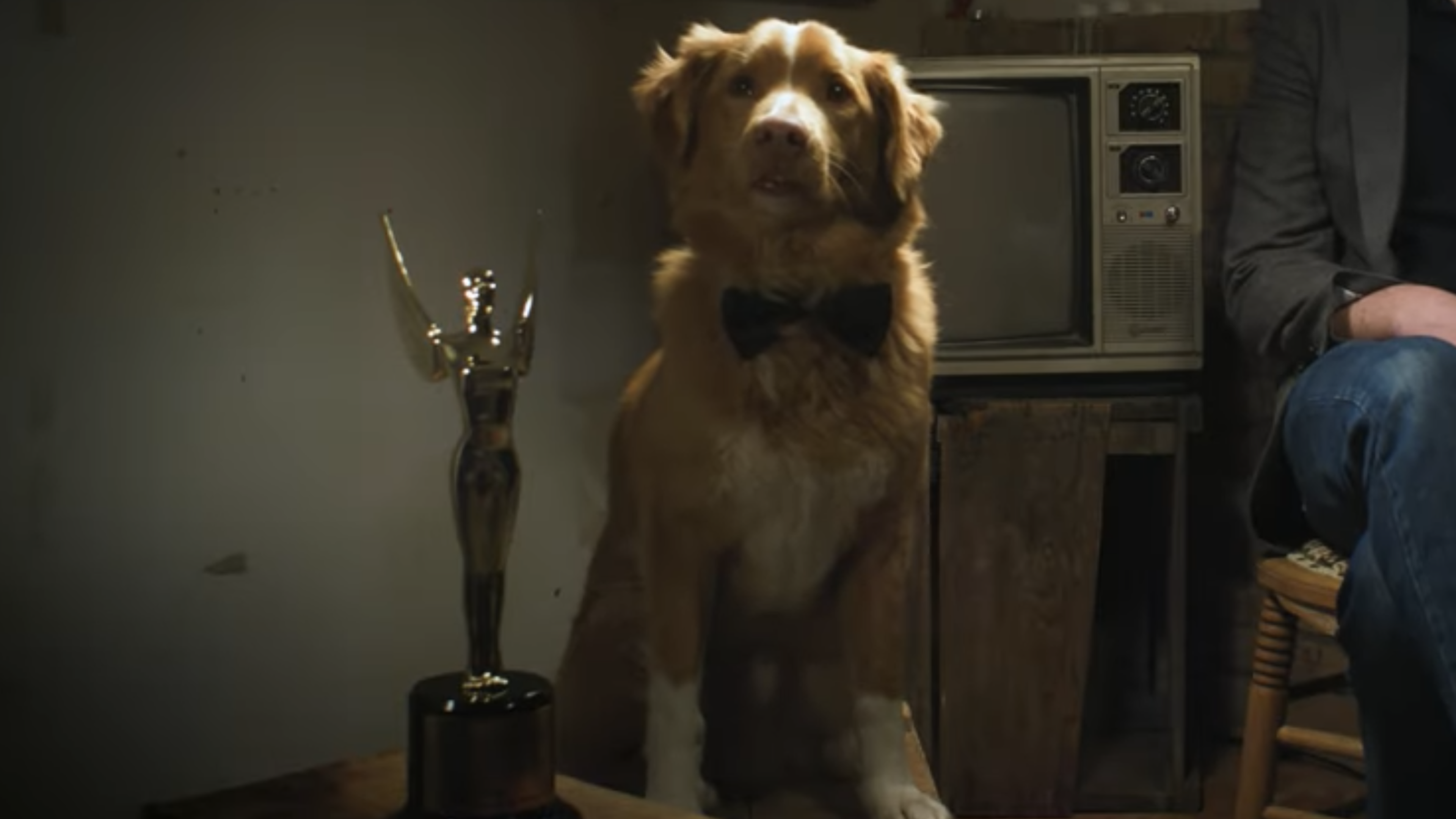 A Dog Just Beat Ethan Hawke and Other Human Actors at Awards Show - Men ...