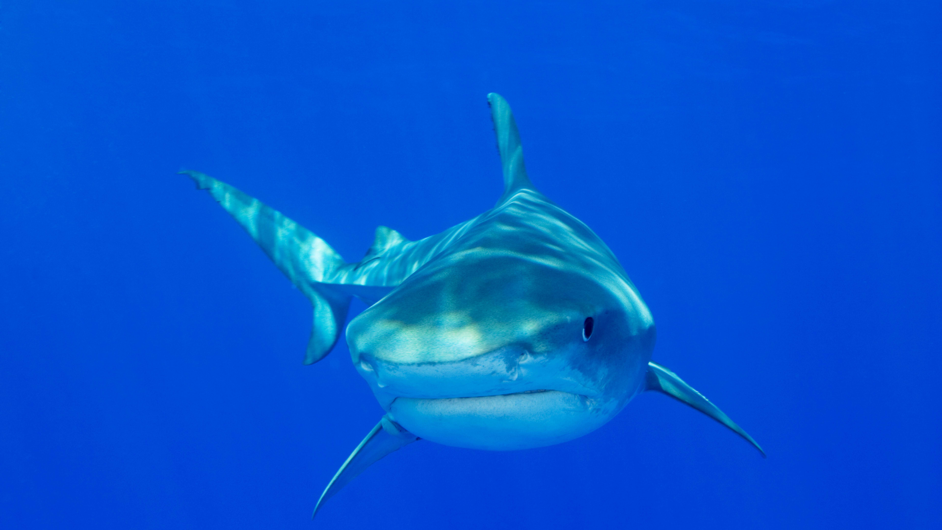 Hawaii Sees an Annual Shark Attack Spike. Now Scientists May Know Why ...