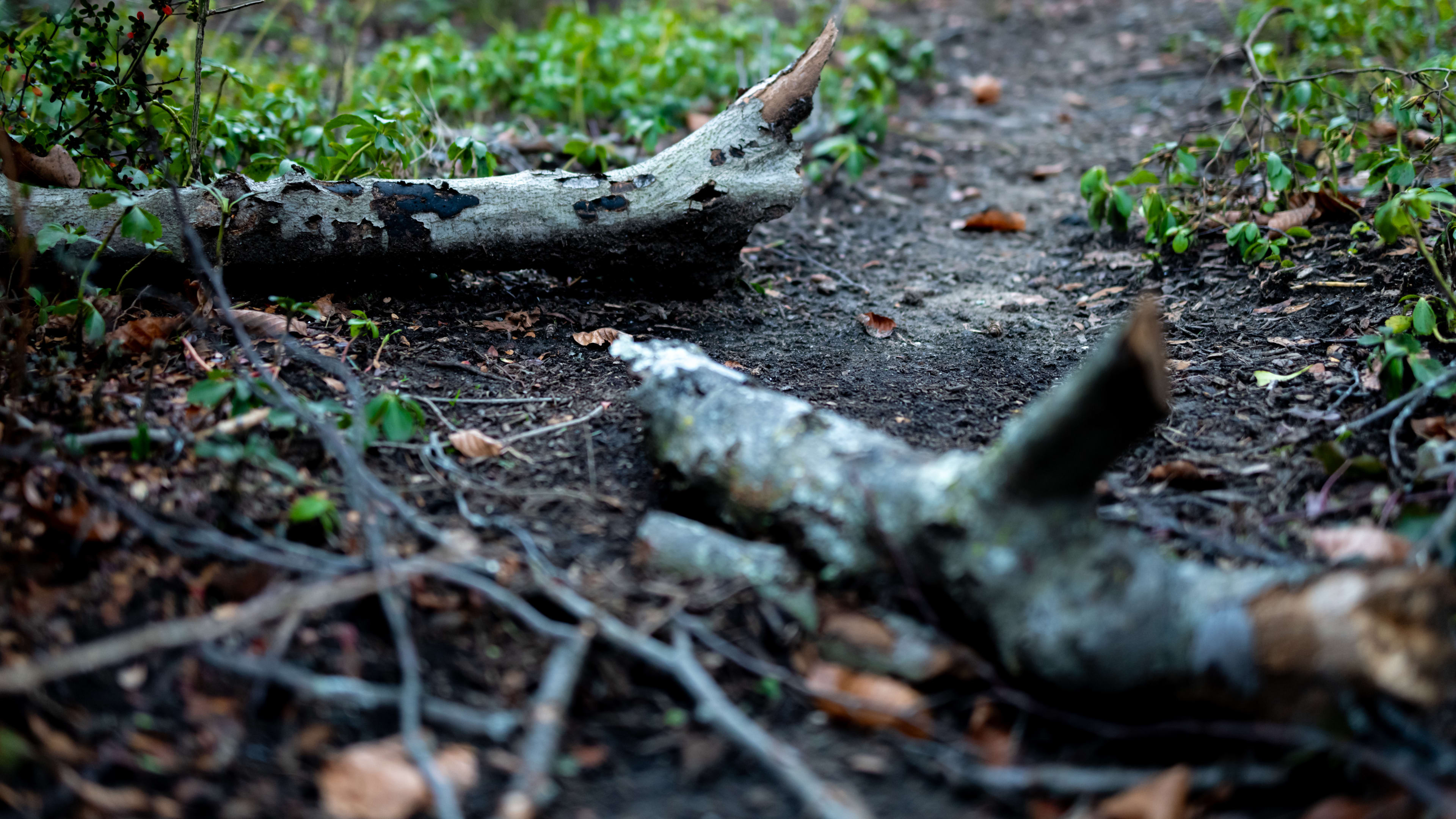 Two Hikers Killed by Falling Tree on Popular Olympic National Forest Trail - Men's Journal