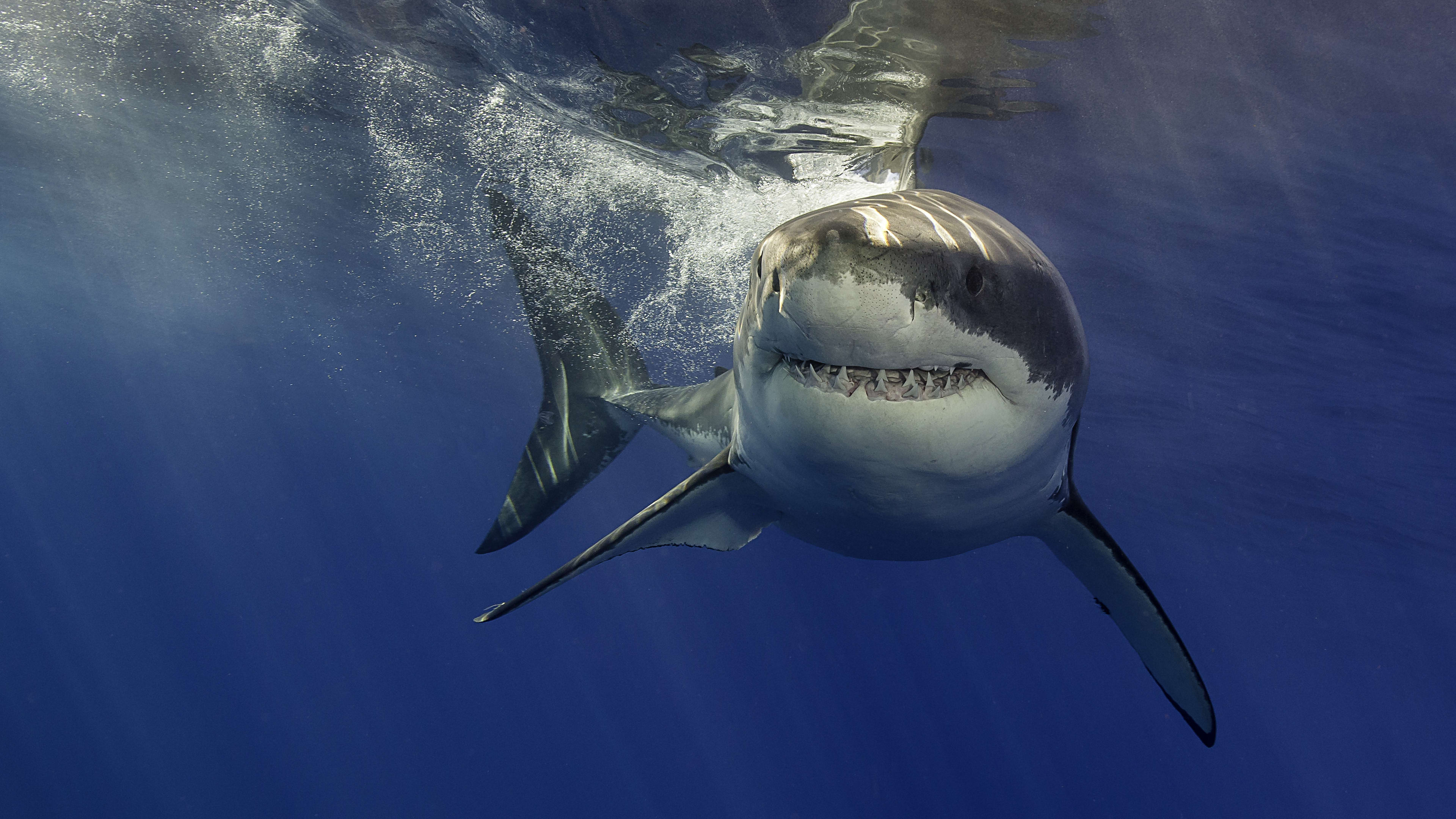 This 12-Foot Great White Shark Is Not Where It’s Supposed to Be ...
