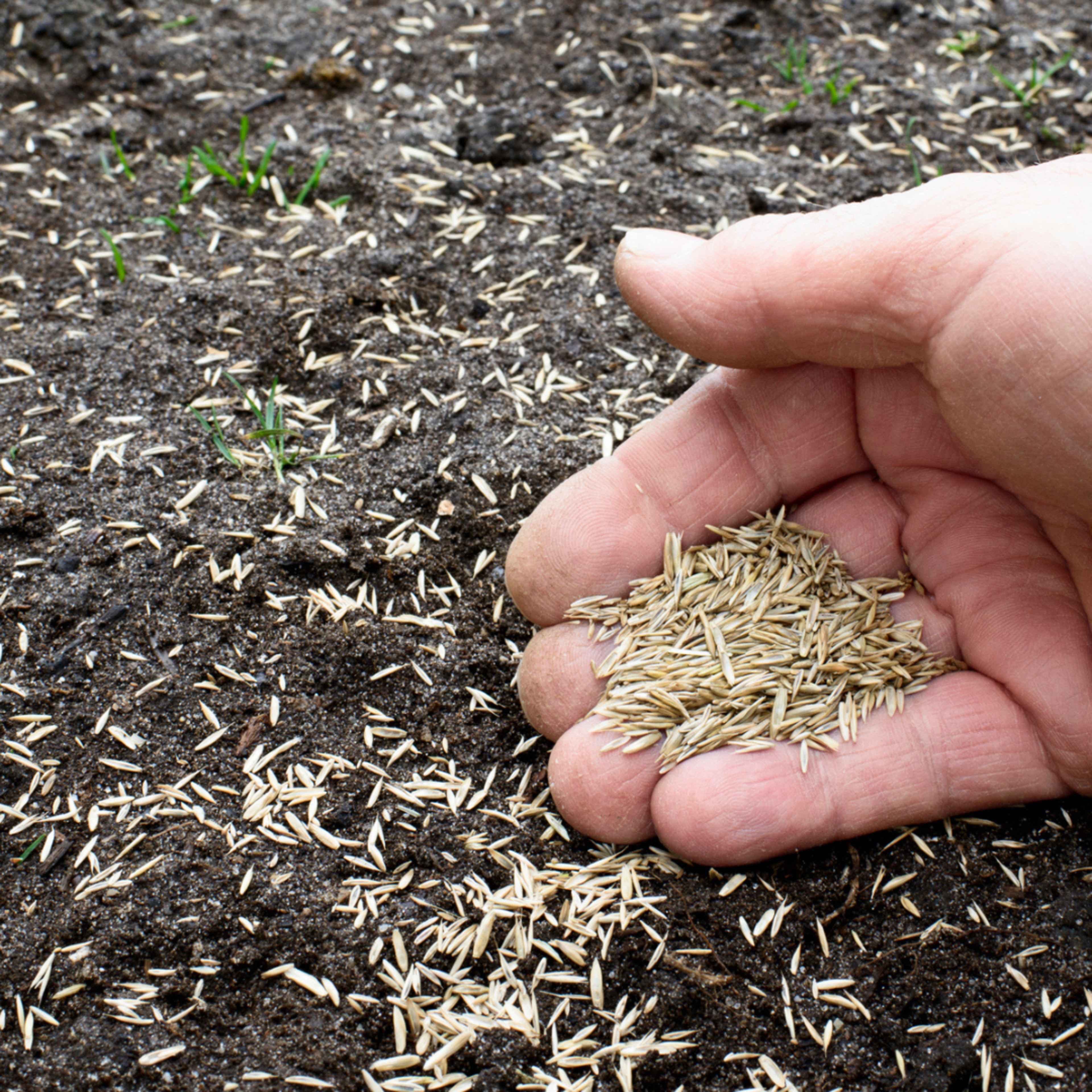 Everything to Know About Planting Grass Seed in January - Men's Journal