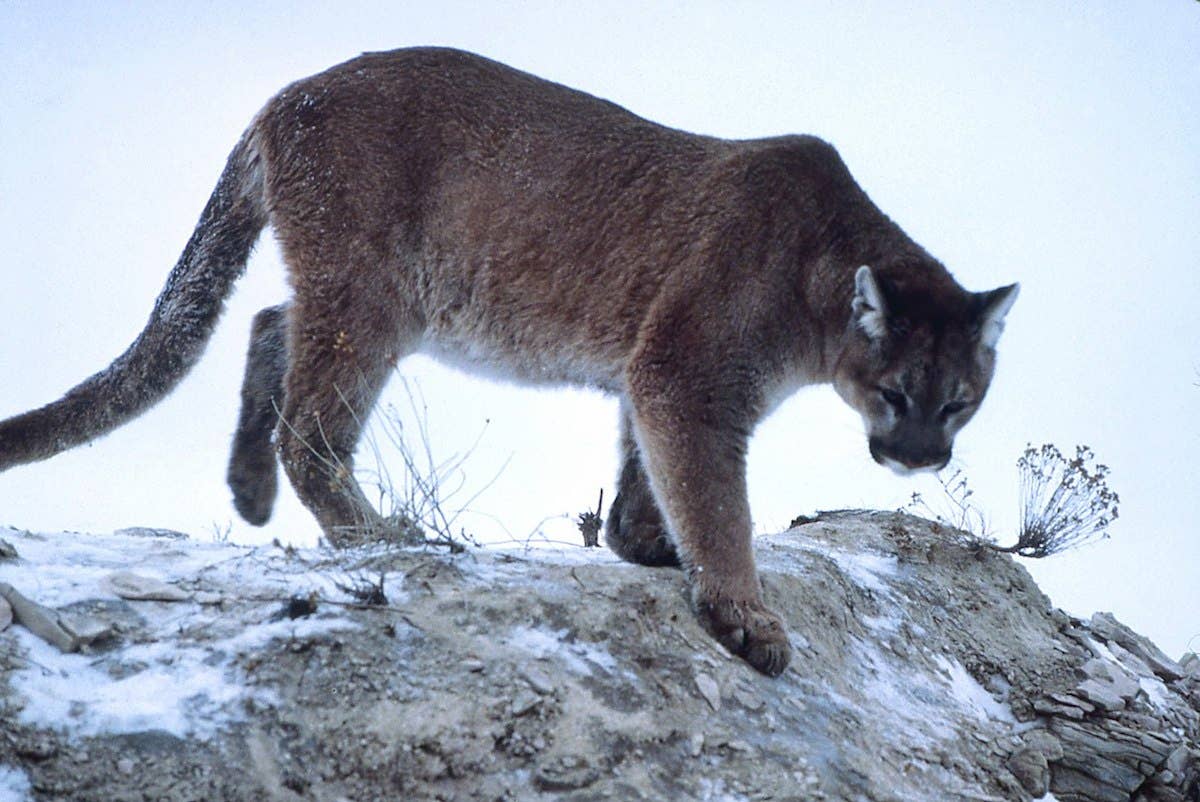 After Being Attacked, Colorado Trail Runner Suffocates Mountain Lion in ...