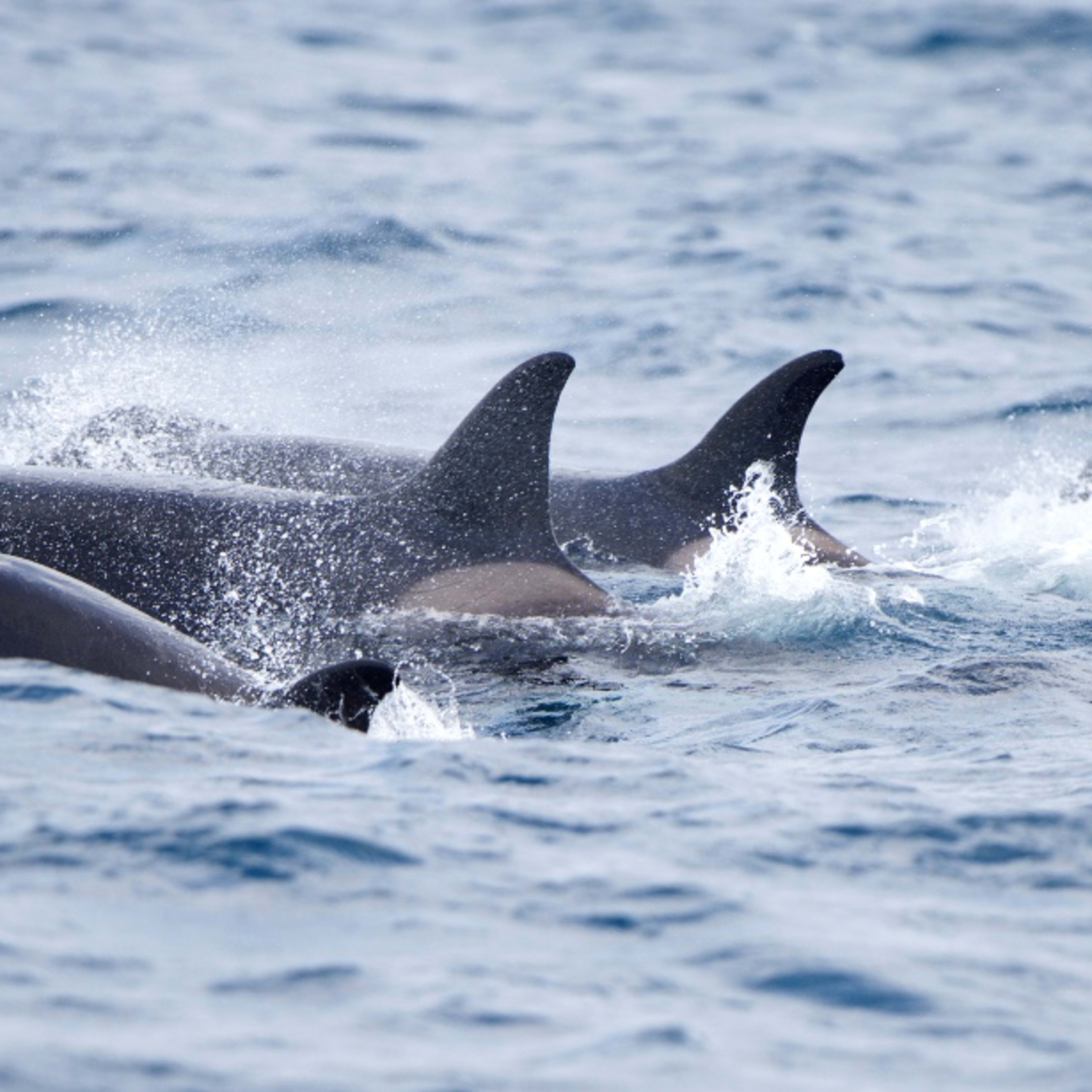 Video Catches Latest Orca Attack on Luxury Yacht in Straight of ...