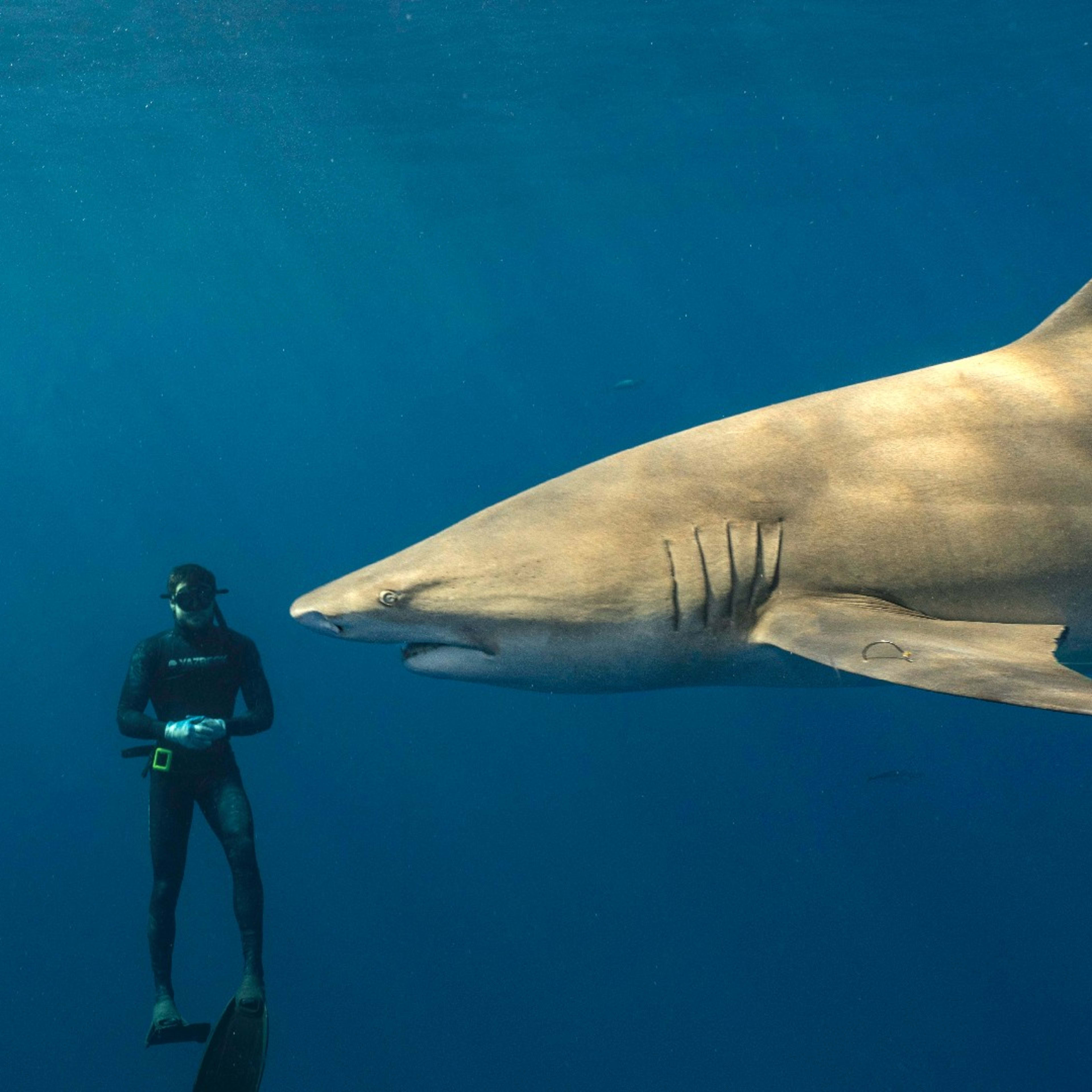 F1 Workout: How to Train Like Alpine's Pierre Gasly - Men's Journal