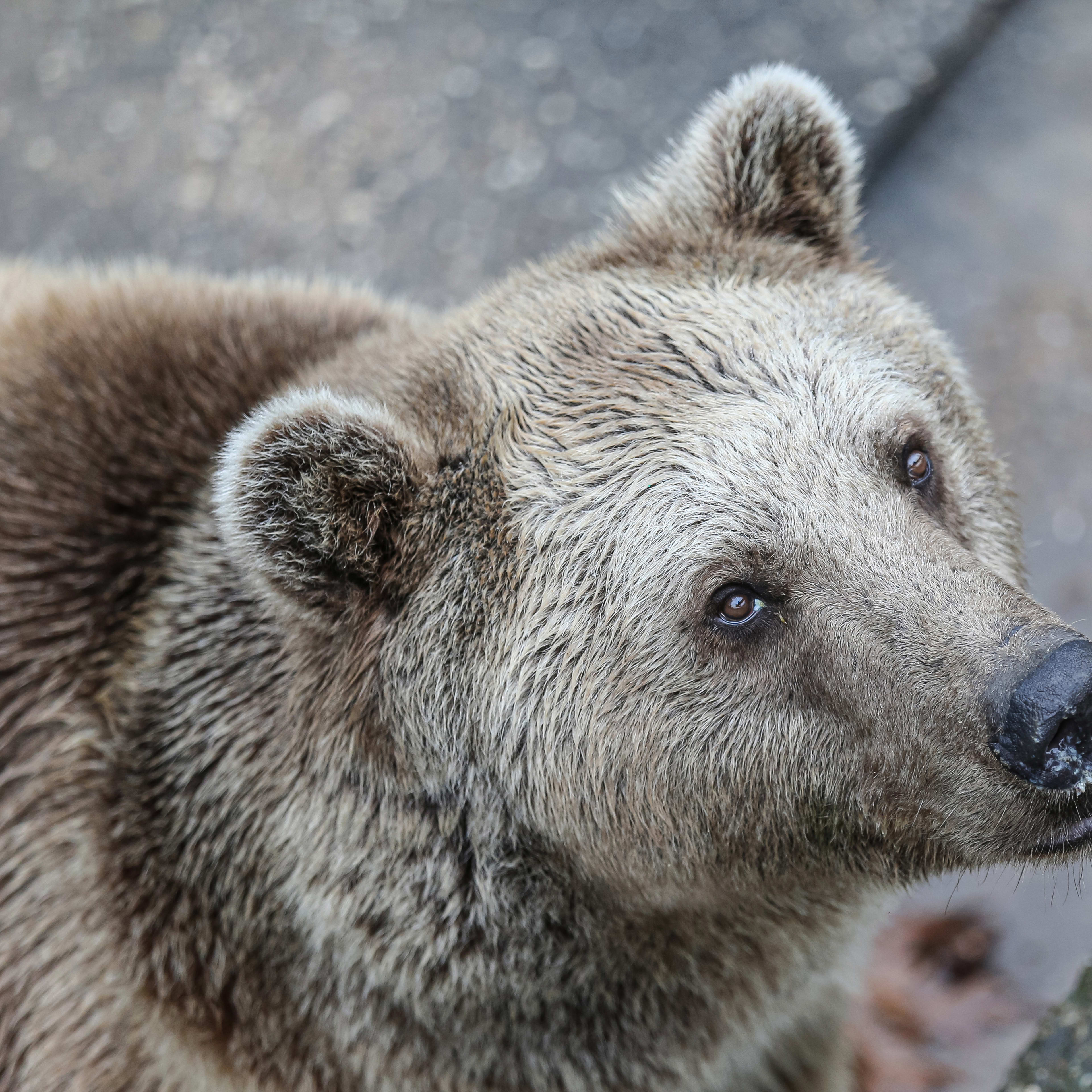 Near-Extinct Sierra Nevada Red Fox Caught on Camera in National Park ...