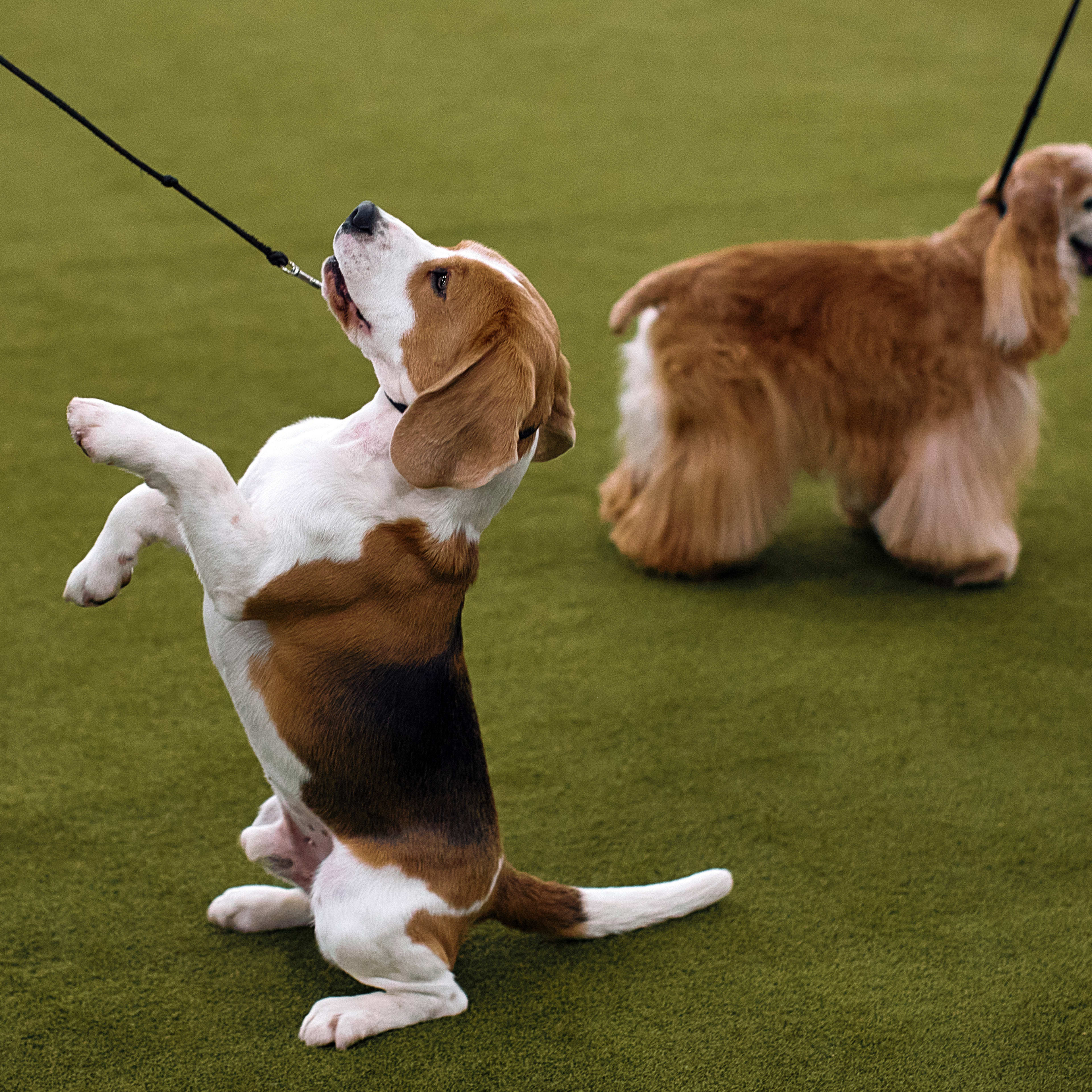 Walton Goggins Hilariously Reboots the 2nd Amendment on 'SNL' - Men's ...