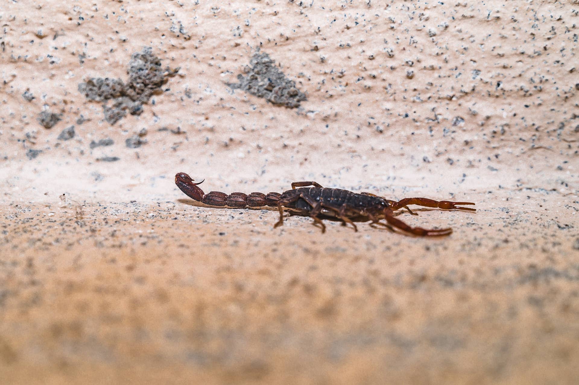 Weird Way USDA Combats Flesh-Eating Maggots in Texas - Men's Journal