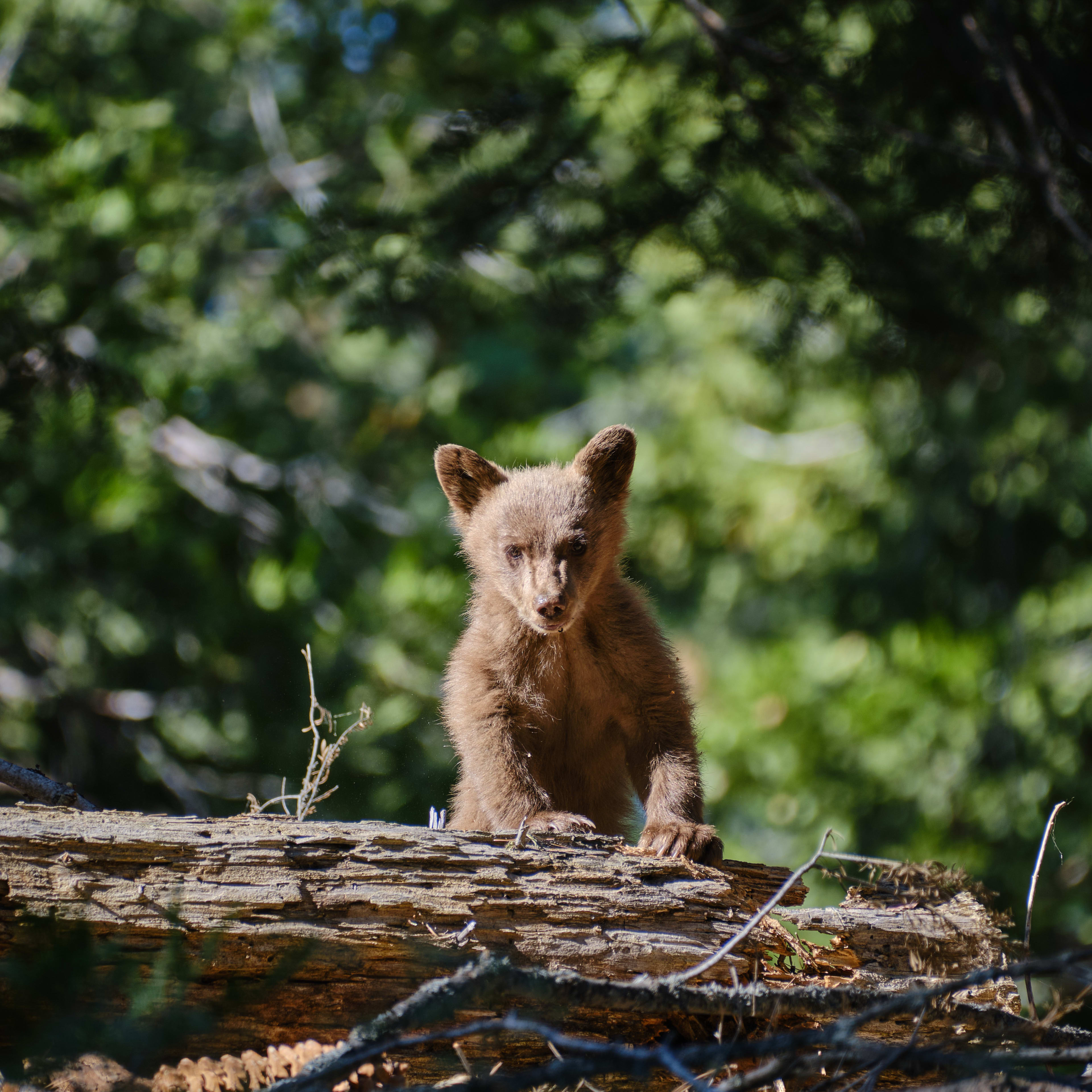 Roseanne Barr Reveals Her Leading Man for New TV Show - Men's Journal