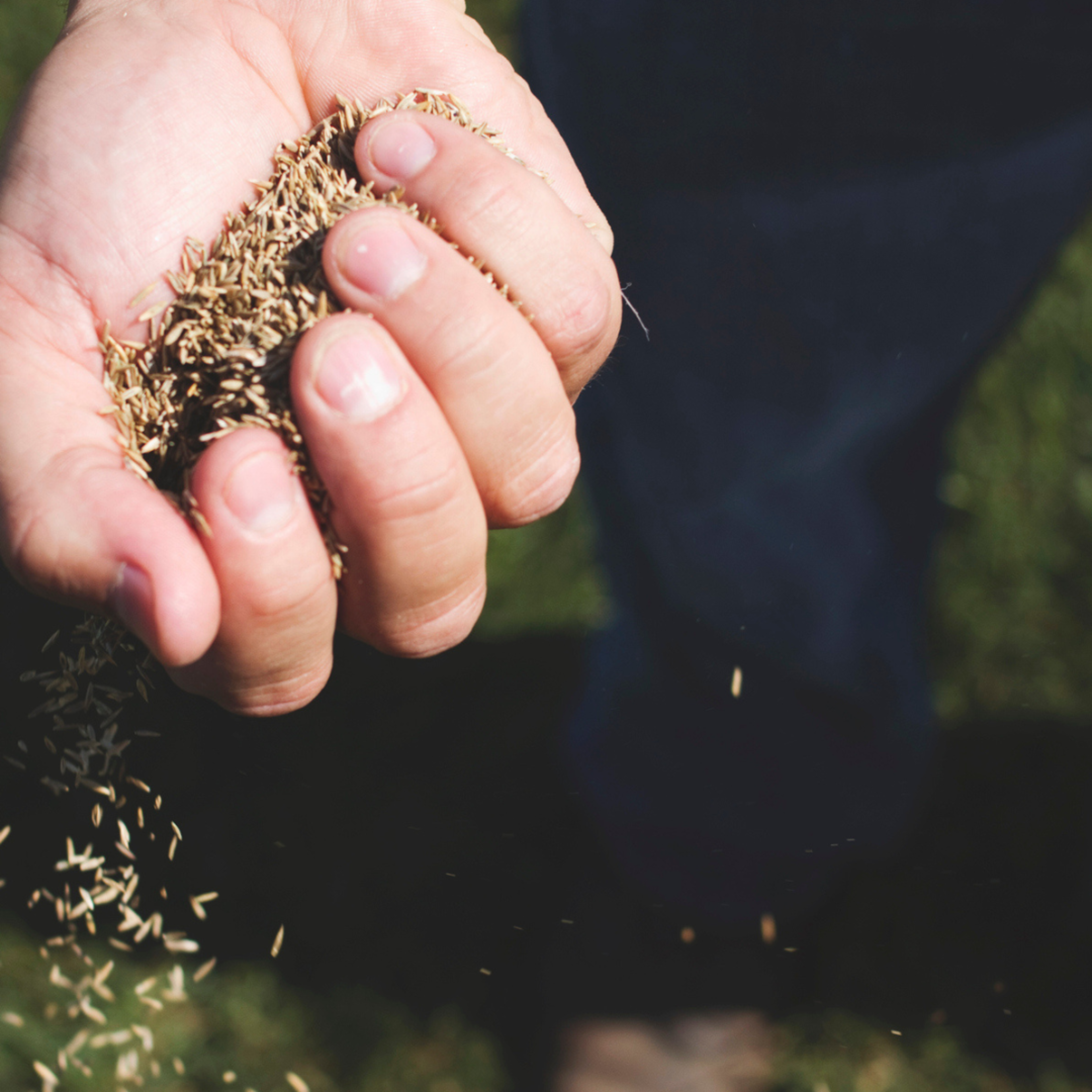 Fall Aeration and Overseeding: How to Aerate Your Lawn - Men's Journal