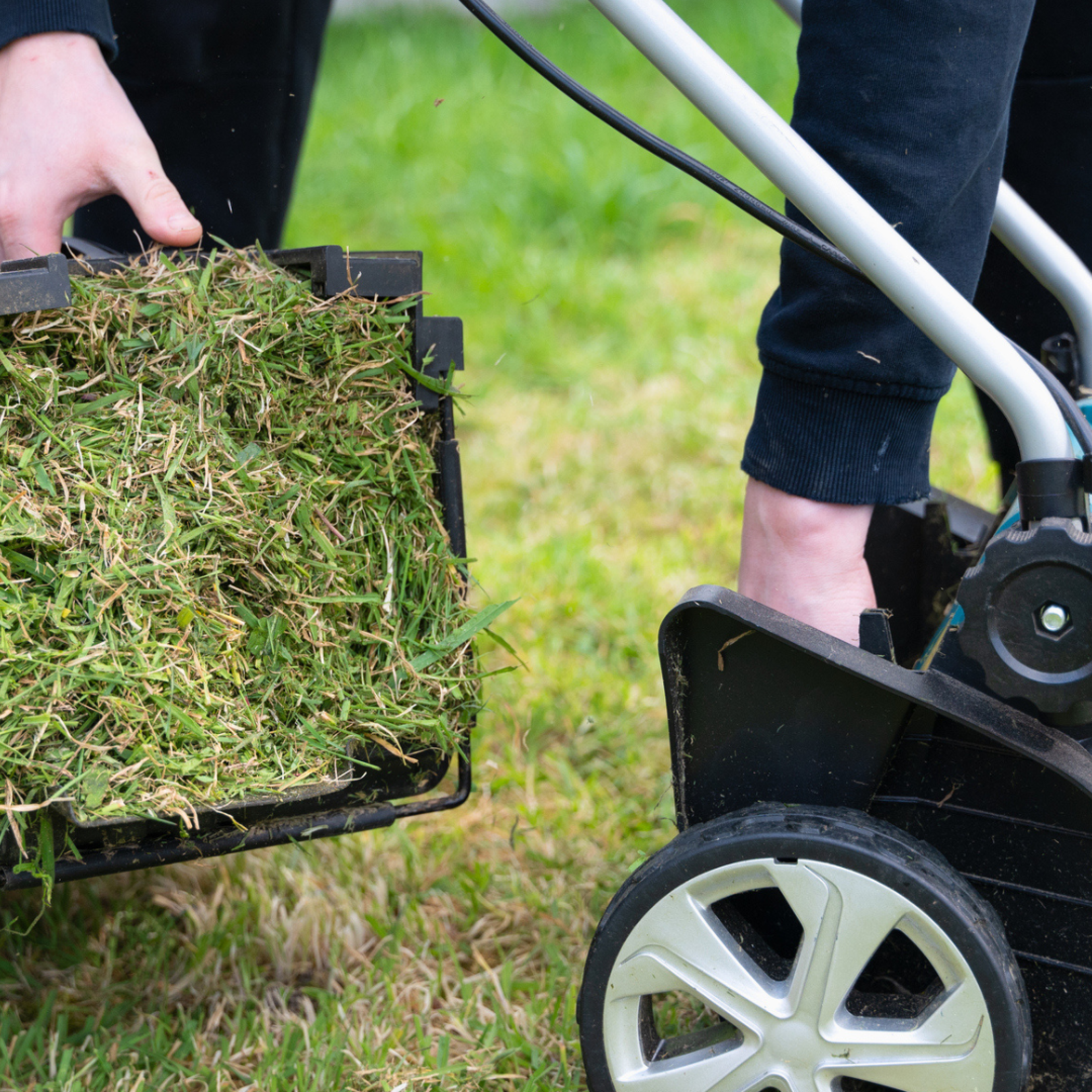 How To Plant a Clover Lawn - Replace Grass With Clover - Men's Journal