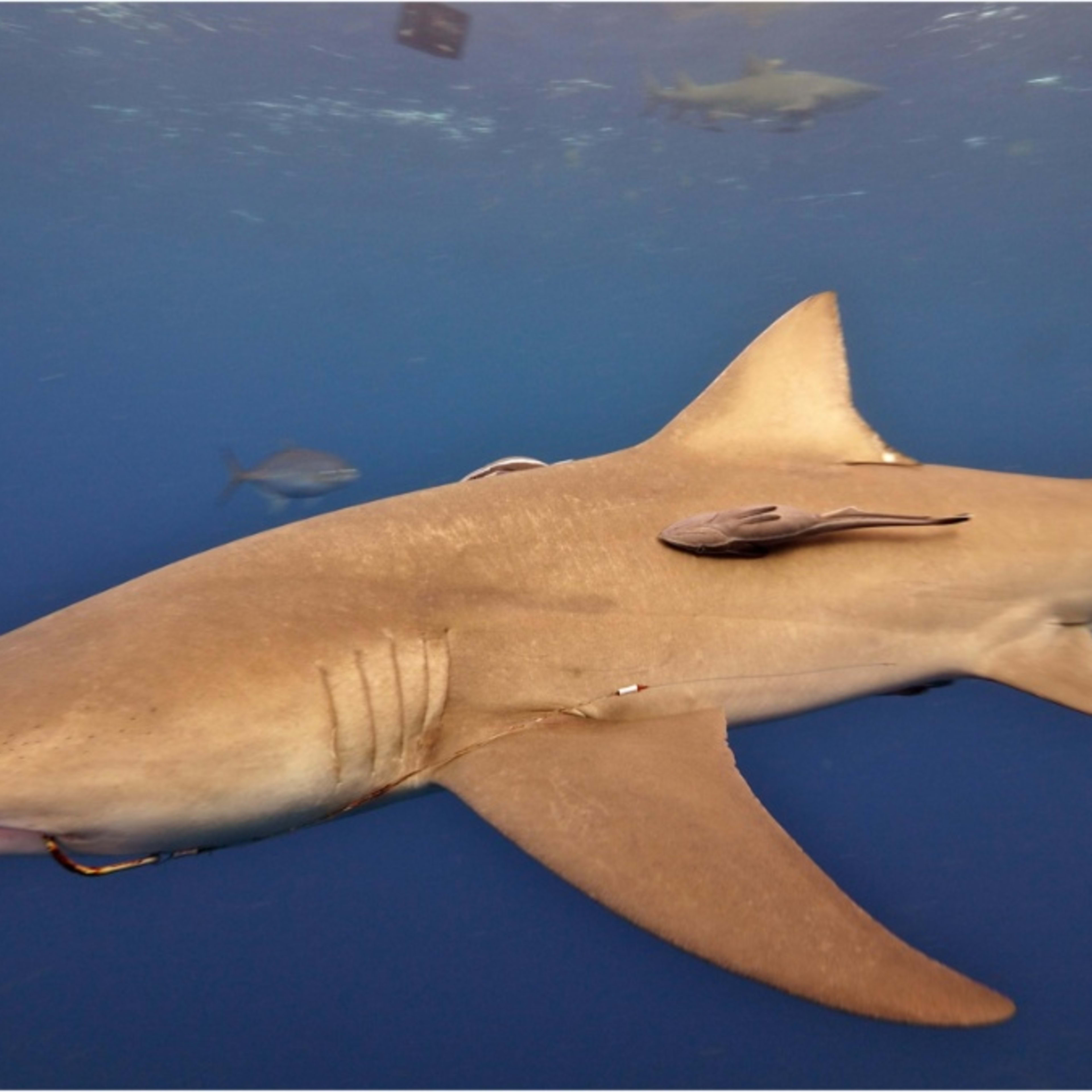 Christian Bale’s Most Extreme Body Transformations for His Movie Roles ...